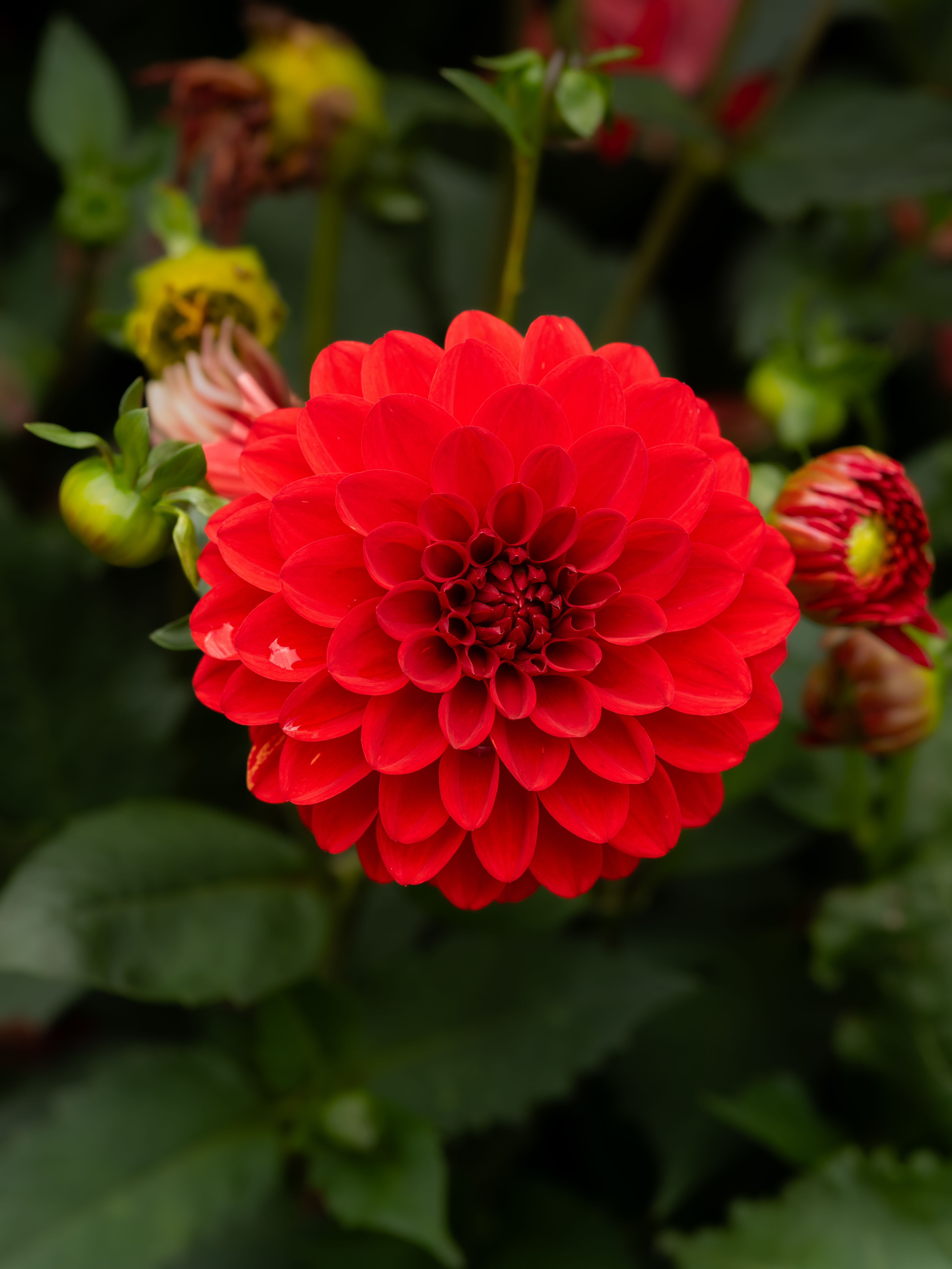 Dalia Roja Vibrante En Plena Floración · Foto de stock gratuita