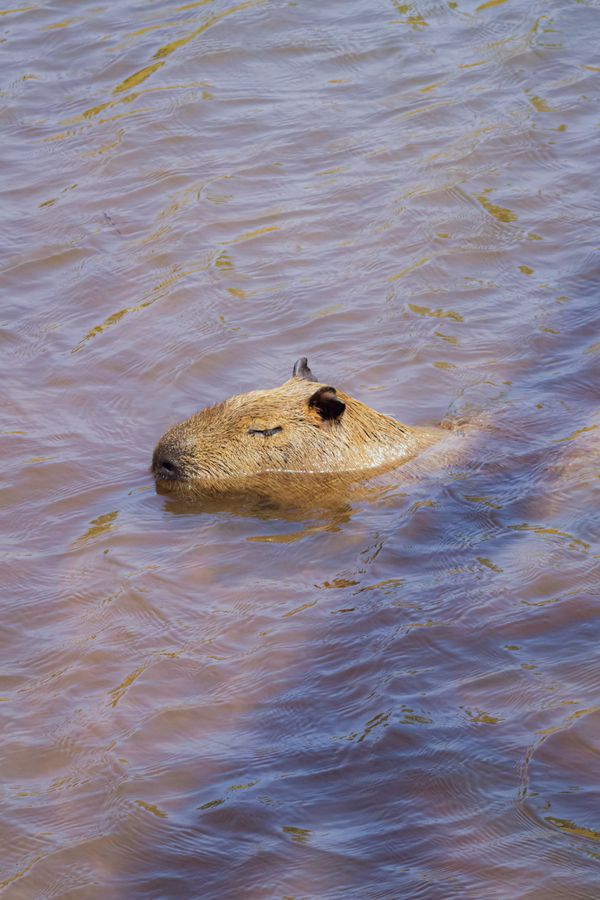 100+ melhores imagens de Capivara · Download 100% grátis · Fotos ...