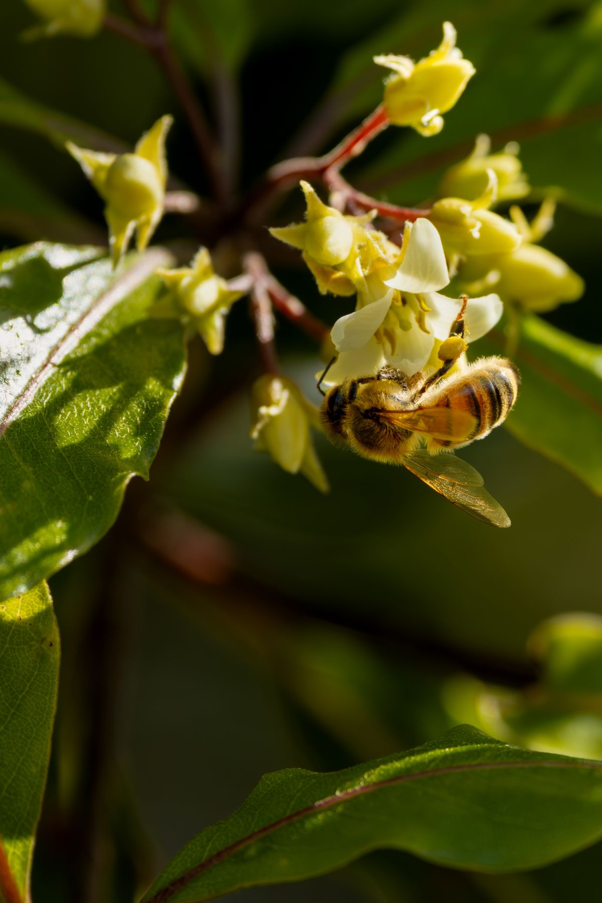 Honey Bee Face Photos, Download The BEST Free Honey Bee Face Stock ...