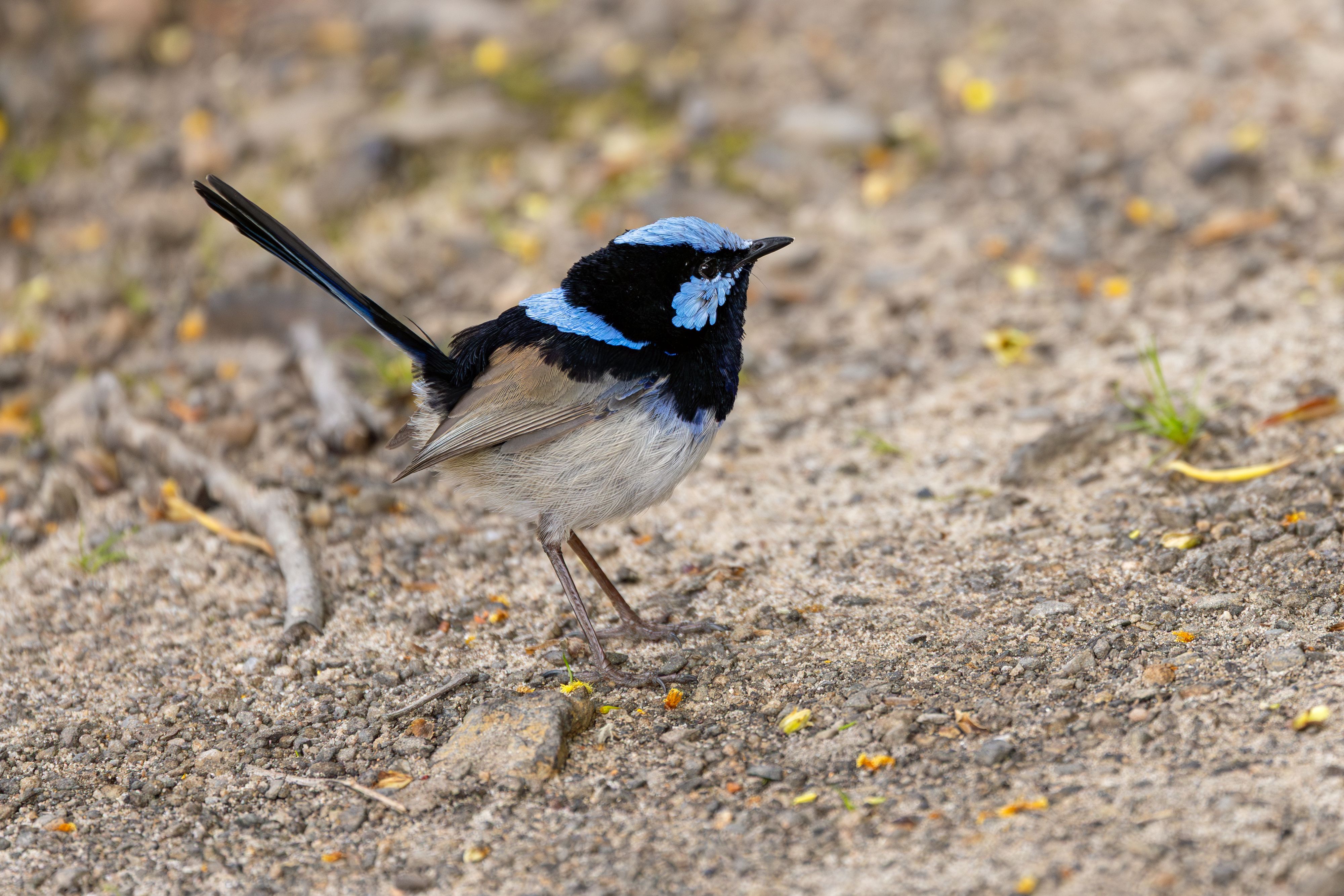 Male fairy wren · Free Stock Photo