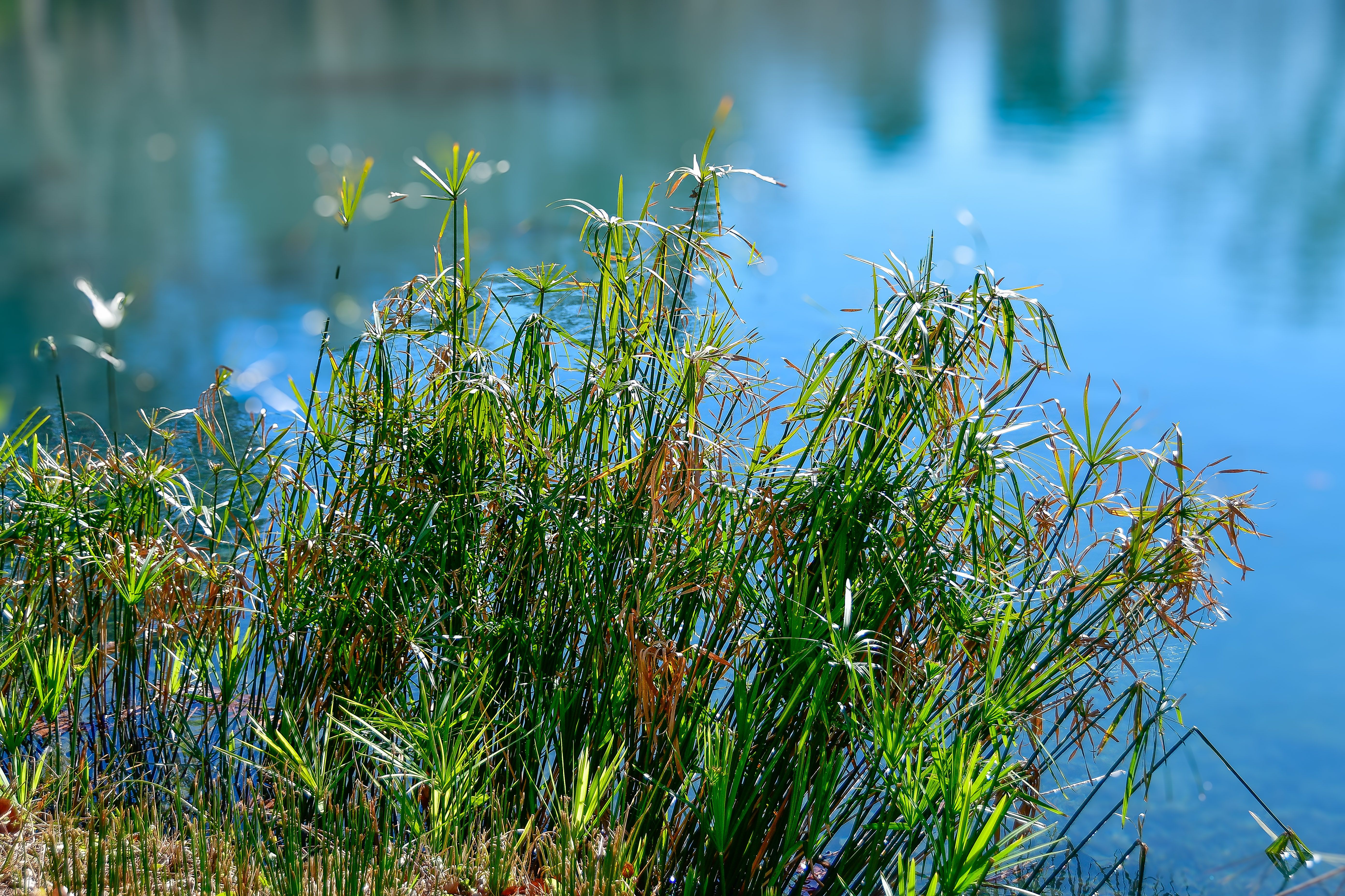 Vibrant Reeds by a Tranquil Lake in Anna, Spain · Free Stock Photo