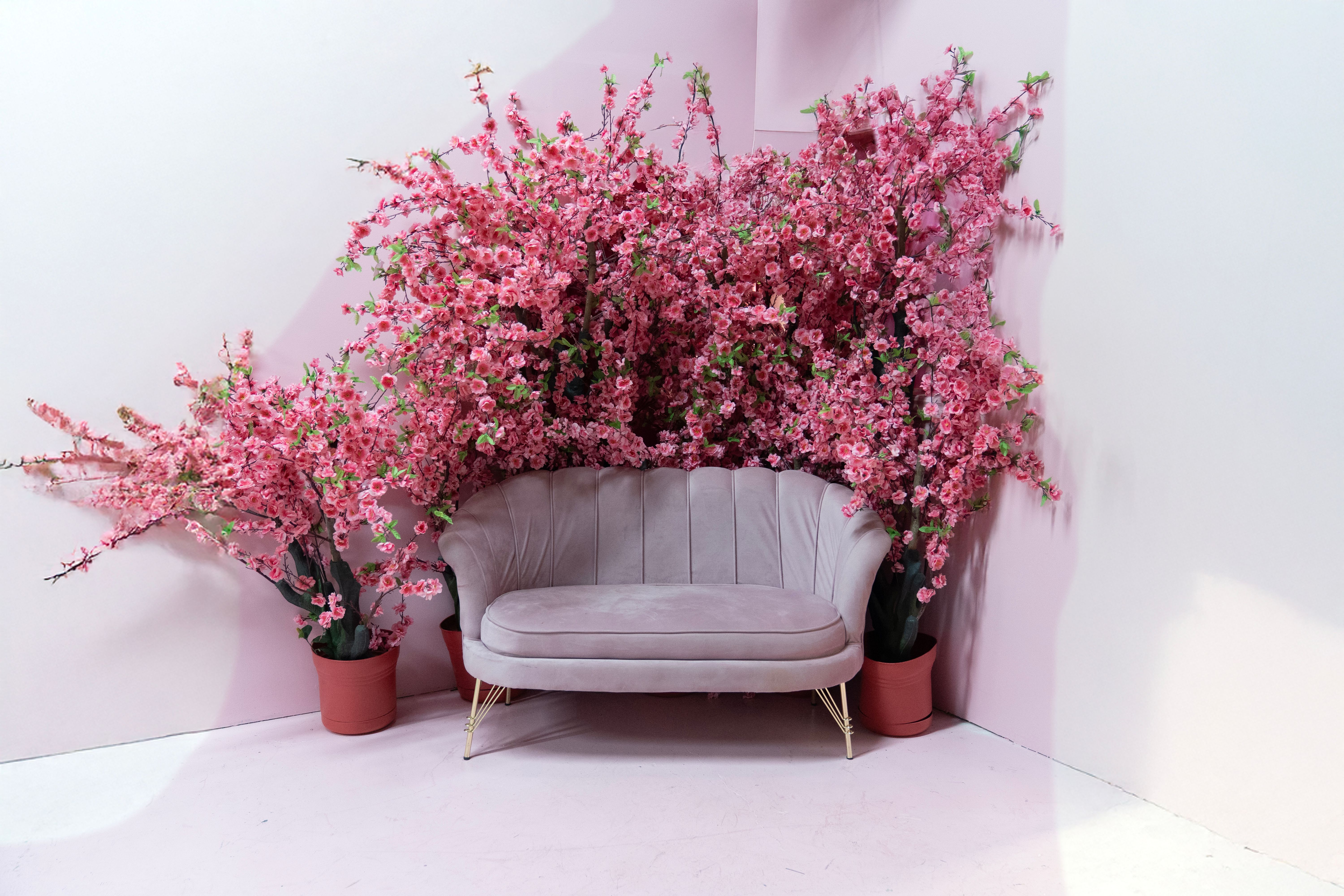 Blooming Flowers Photos, Download The BEST Free Blooming Flowers Stock ...