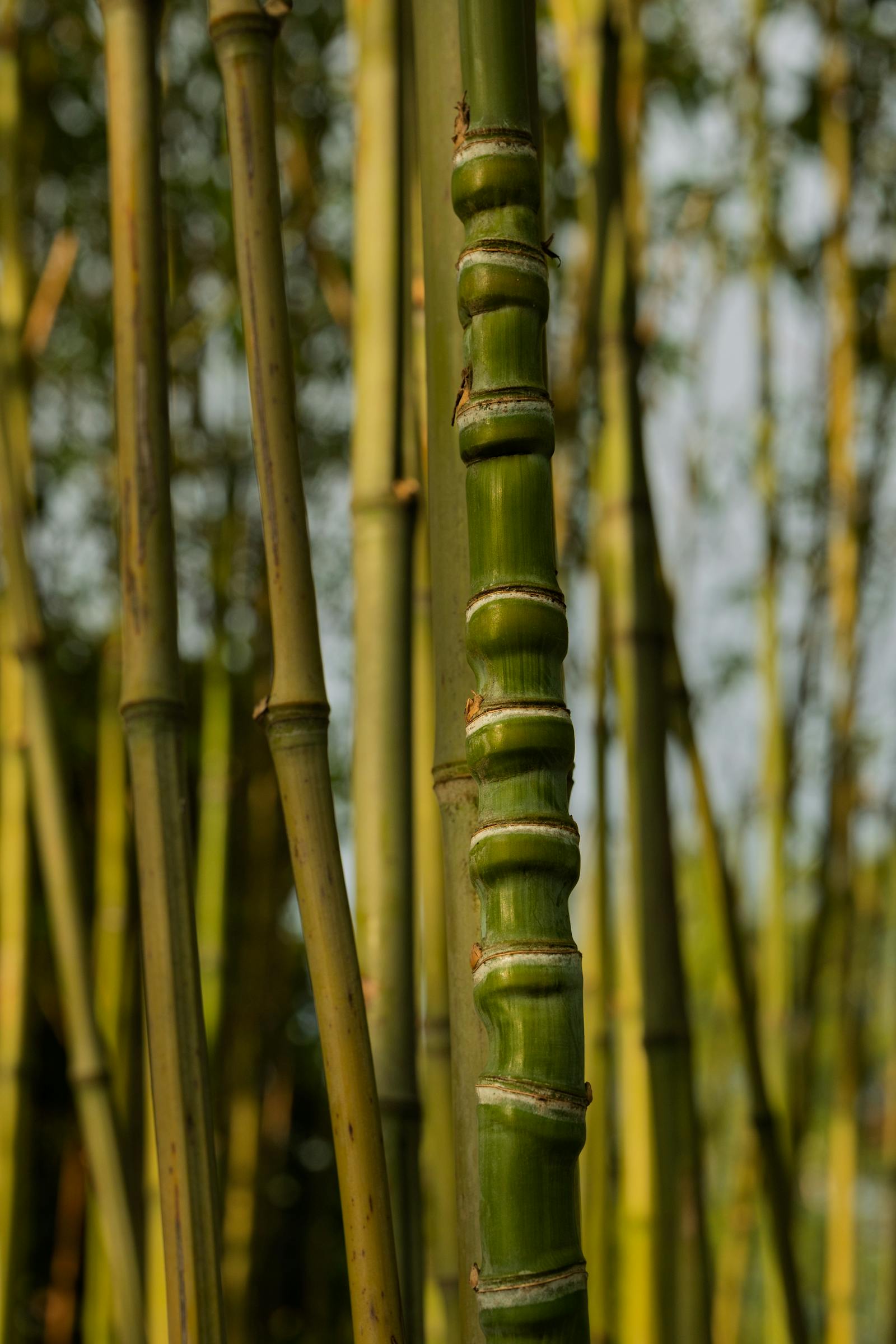 Bamboo Forest Photos, Download The BEST Free Bamboo Forest Stock Photos ...