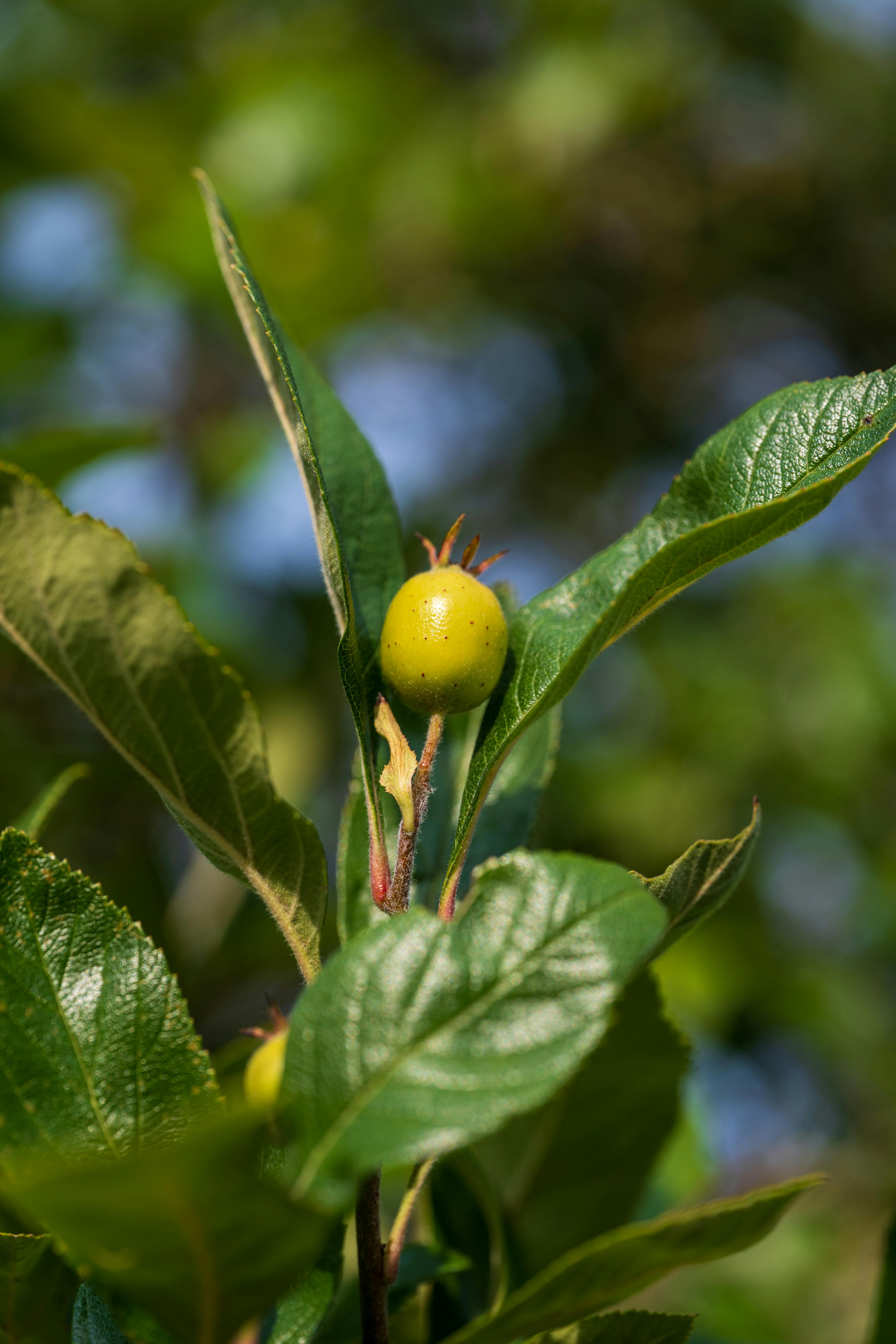 Selective Focus Photos, Download The BEST Free Selective Focus Stock ...