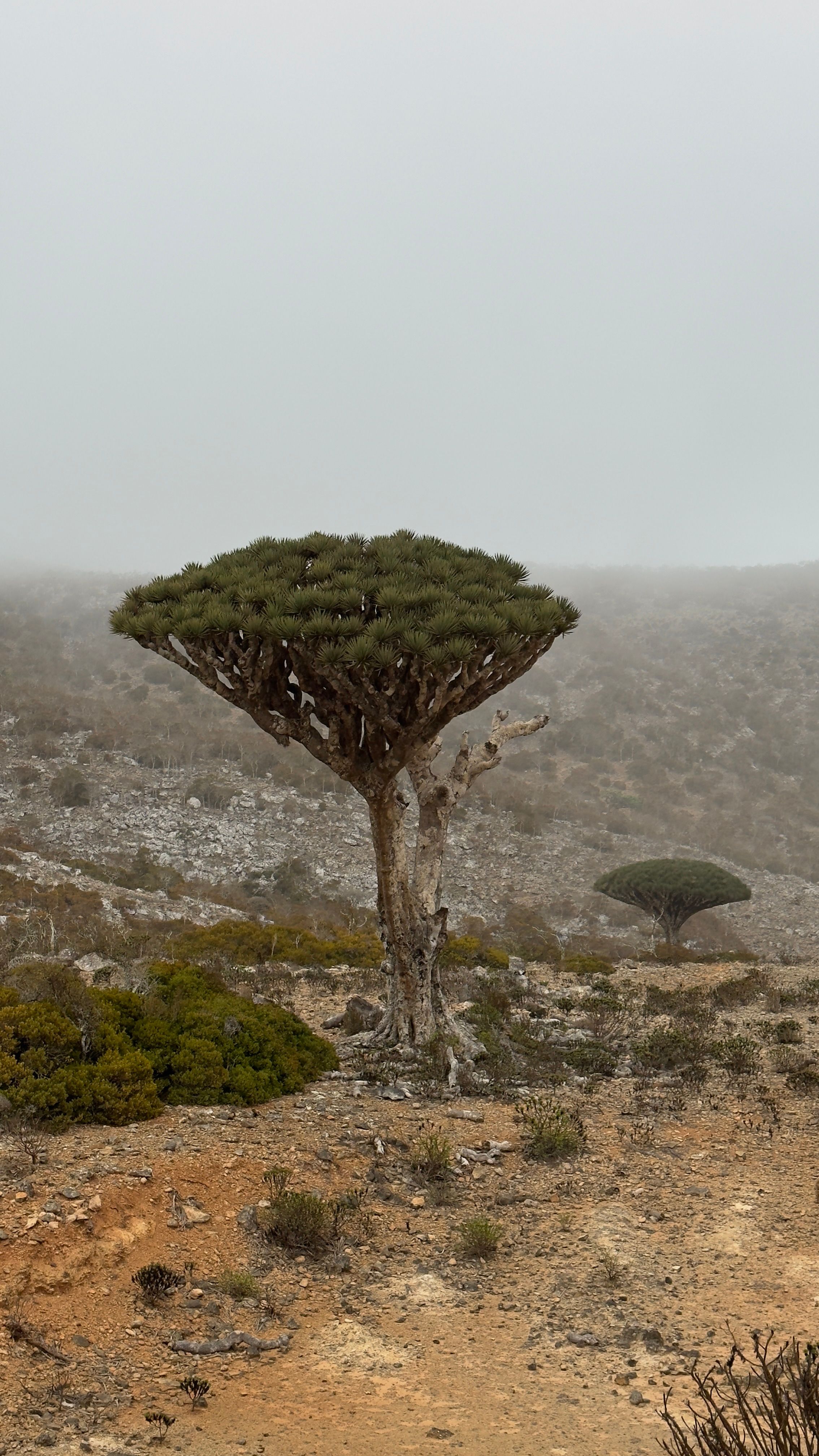 Limestone Socotra Photos, Download The BEST Free Limestone Socotra ...