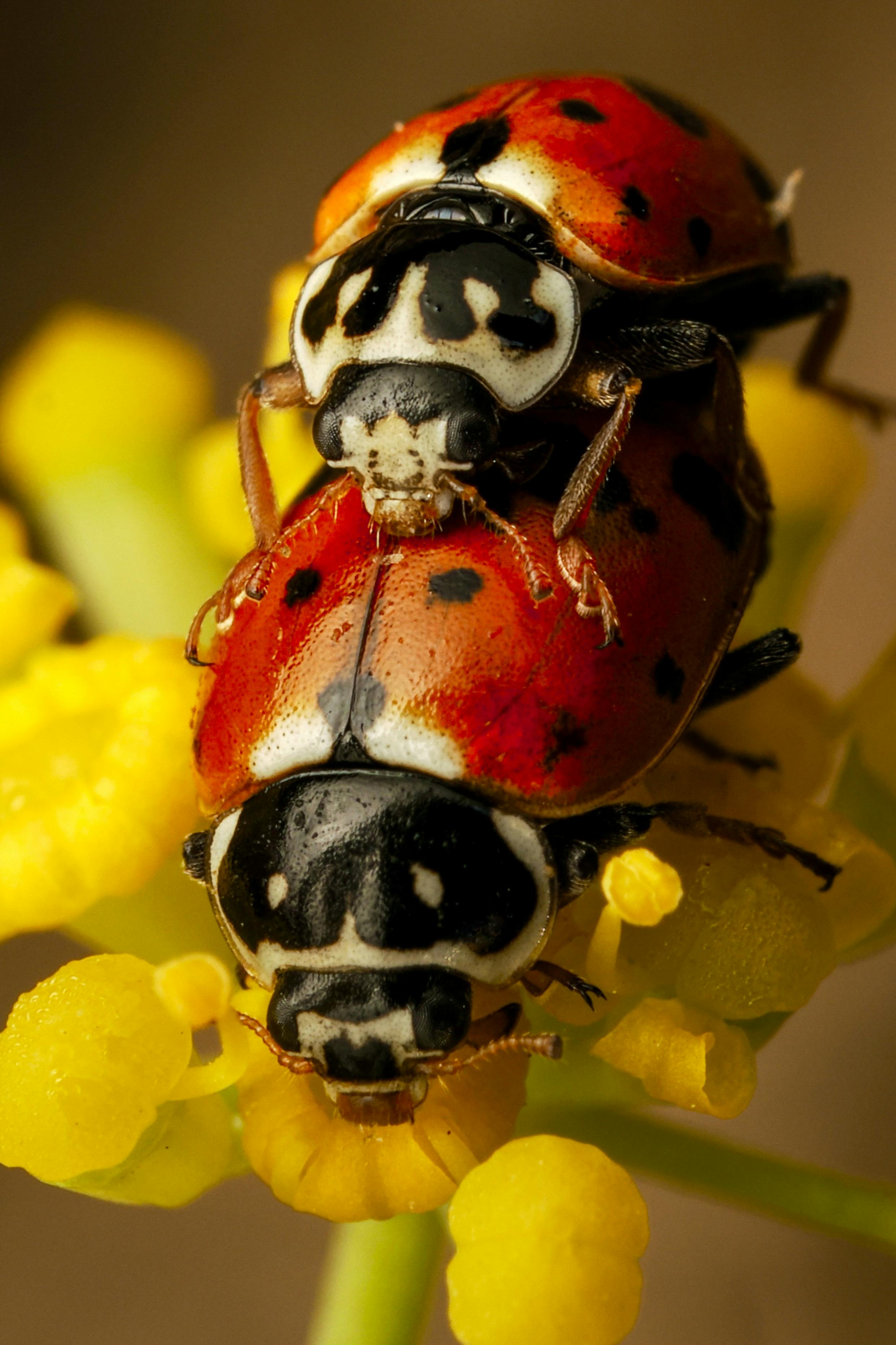 Close Up Ladybug Photos, Download The BEST Free Close Up Ladybug Stock ...