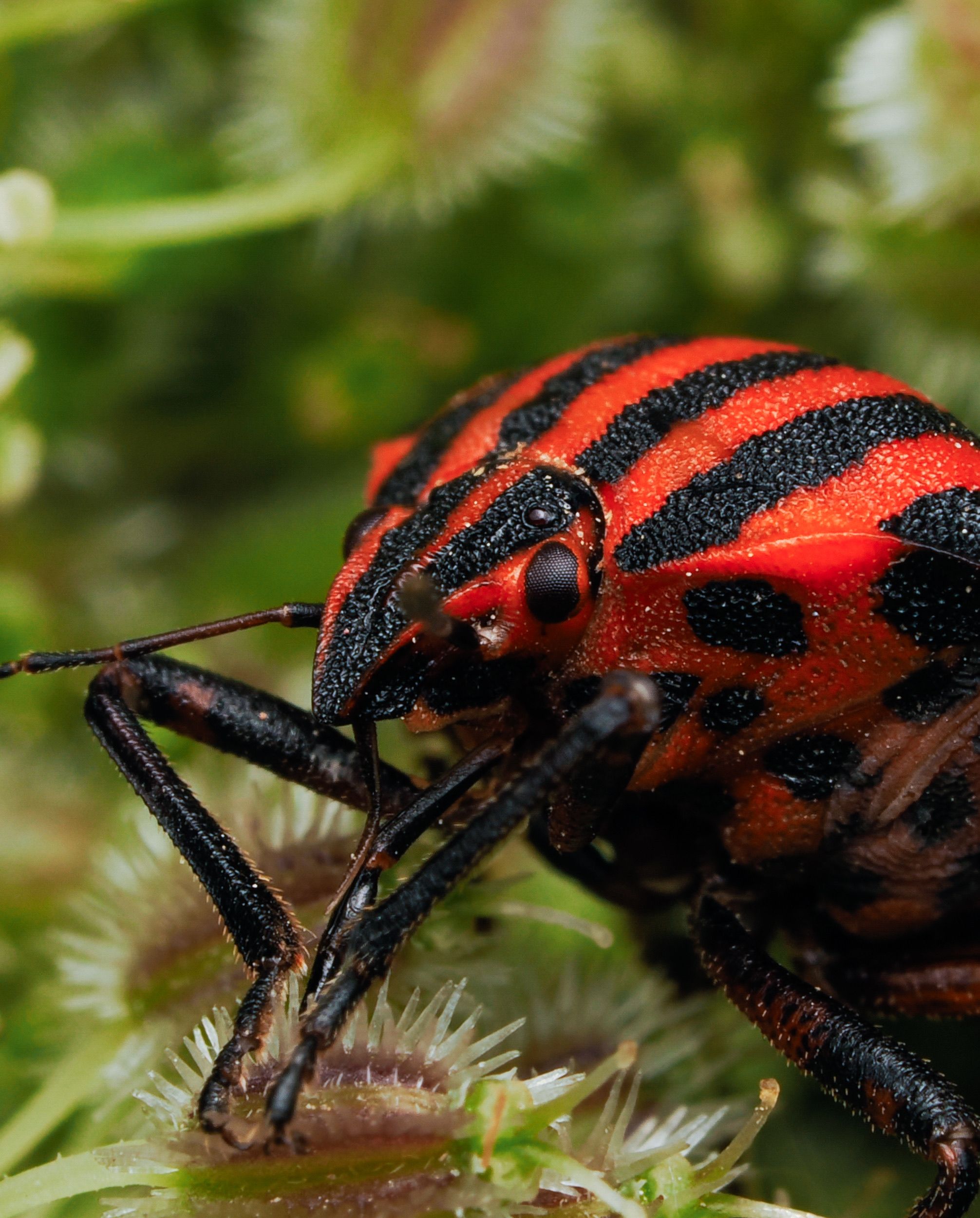 Close-up of Striped Shield Bug on Foliage · Free Stock Photo