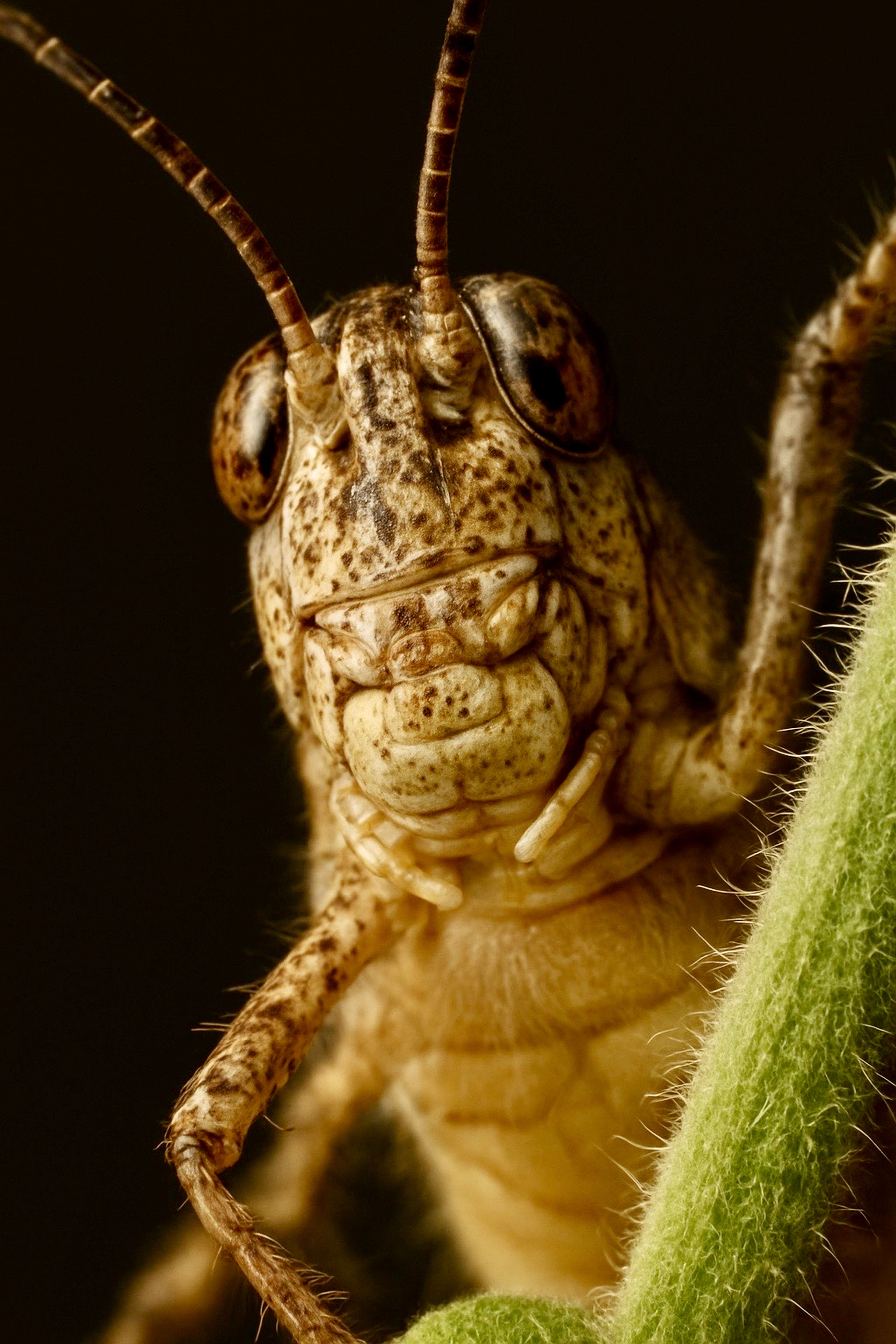 Macrofotografía De Langosta Sobre Hoja Verde · Foto de stock gratuita