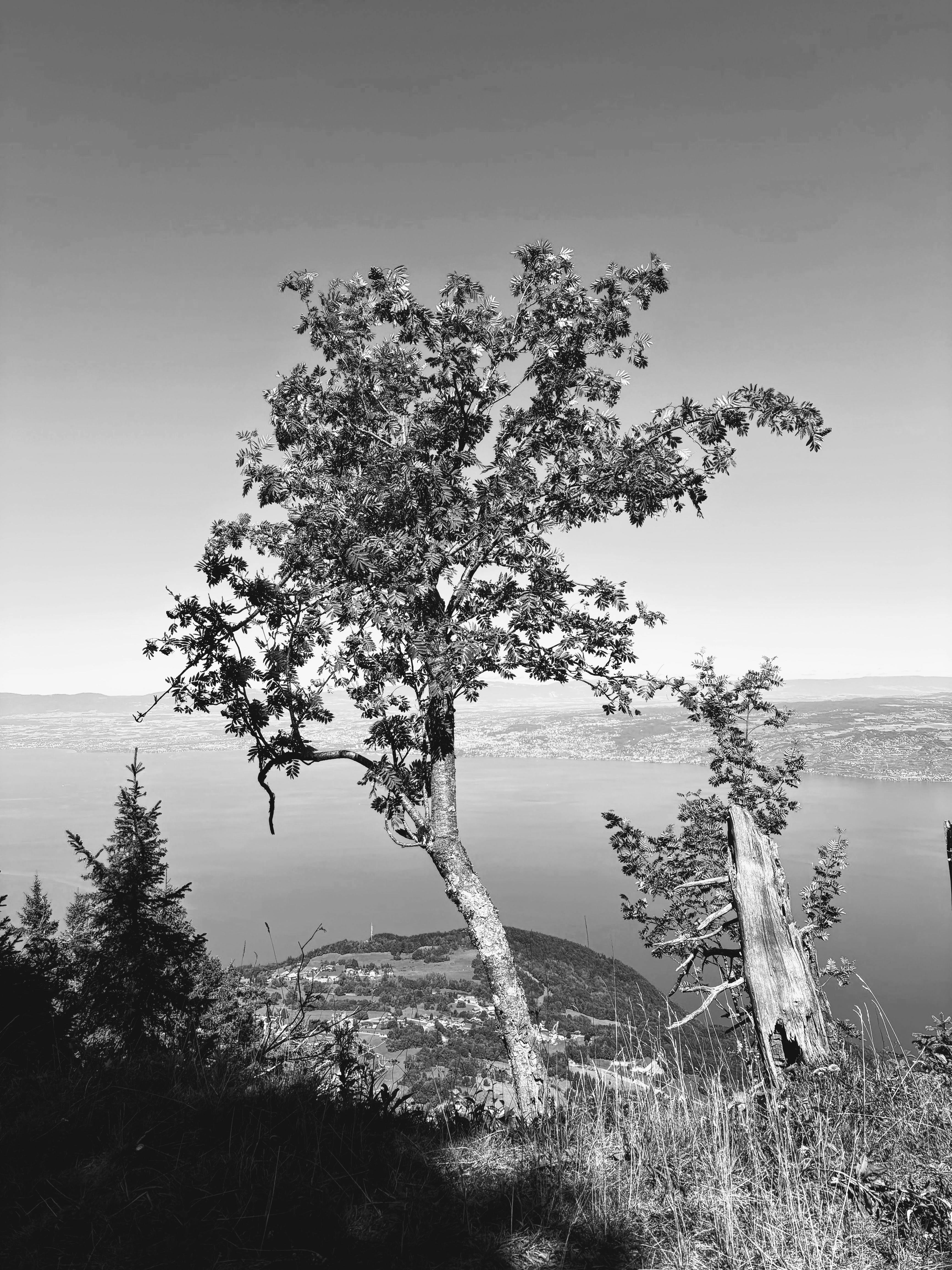 Aesthetic Tree Photos, Download The BEST Free Aesthetic Tree Stock ...