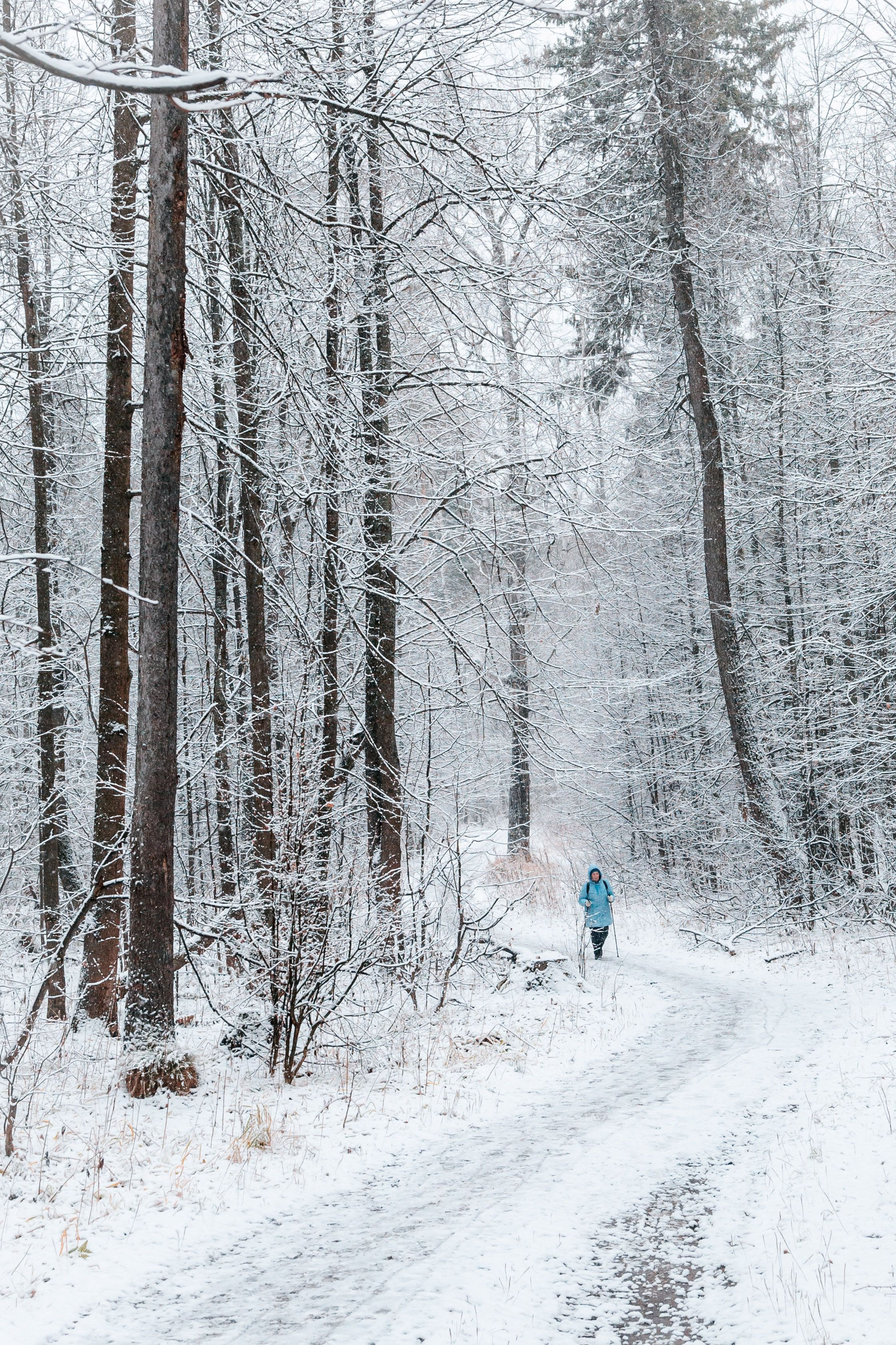 Winter Walk Through Snowy Forest Landscape · Free Stock Photo