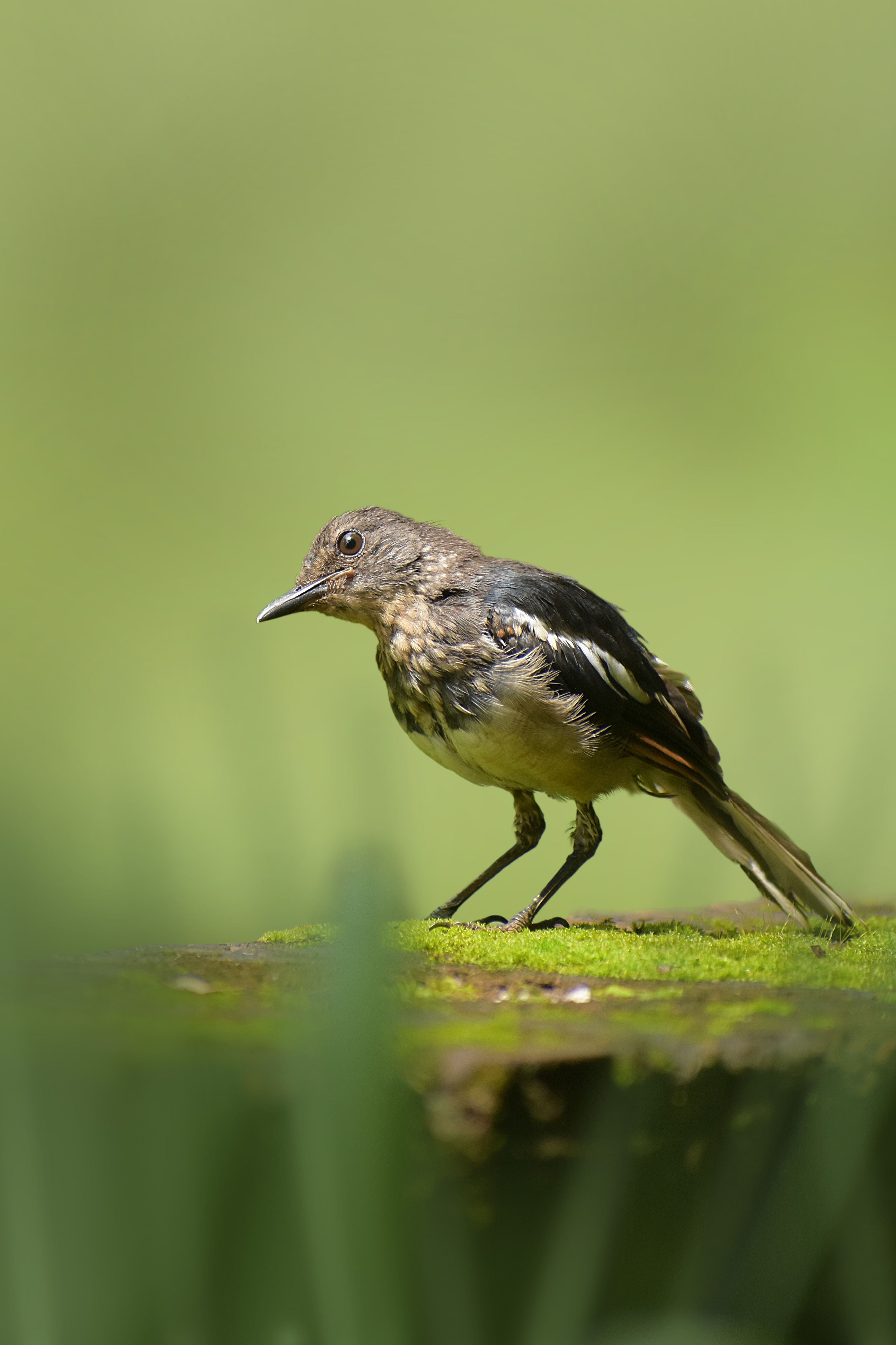 Green Screen Birds Photos, Download The BEST Free Green Screen Birds ...