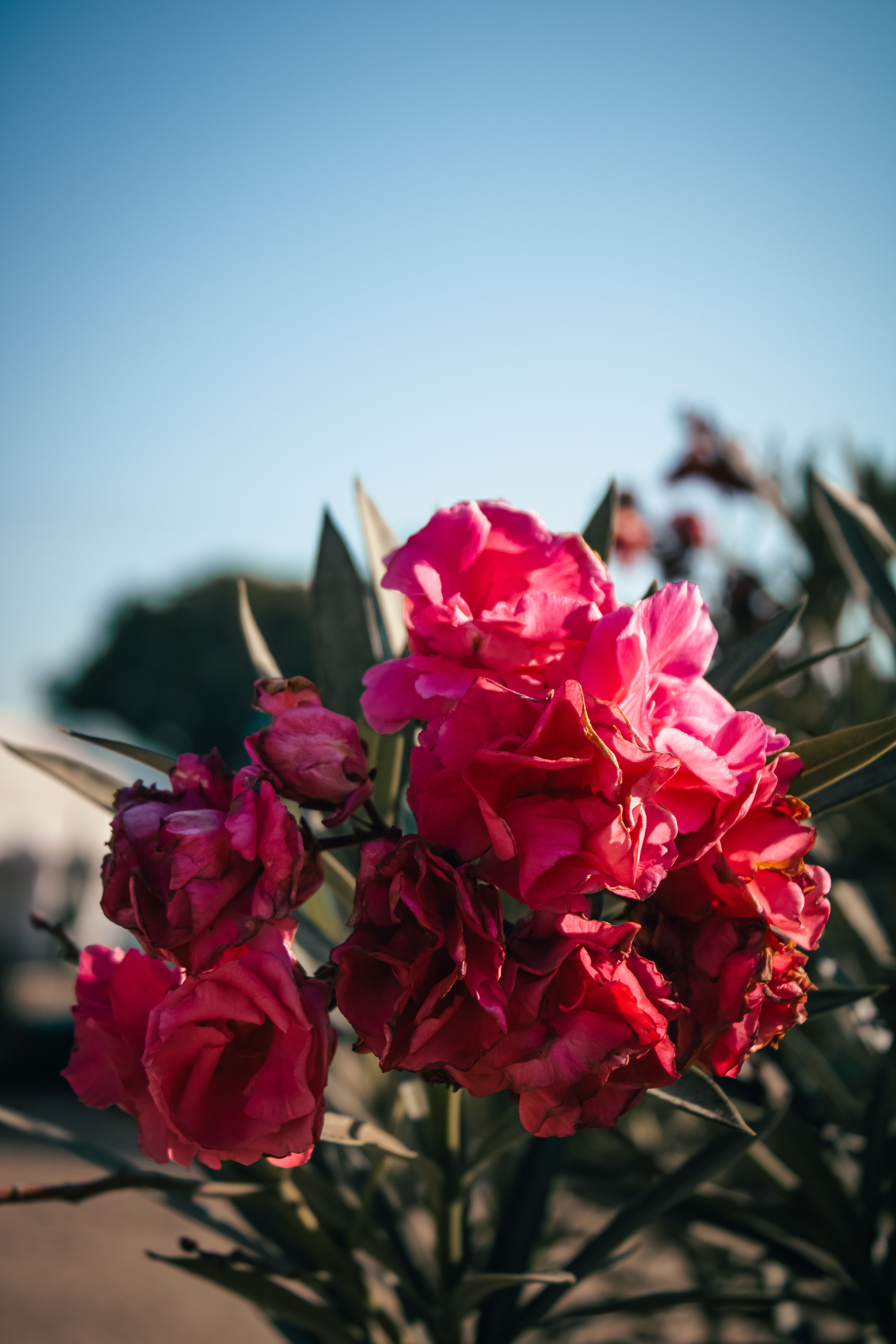 Nerium Oleander Seeds In India Photos, Download The BEST Free Nerium ...