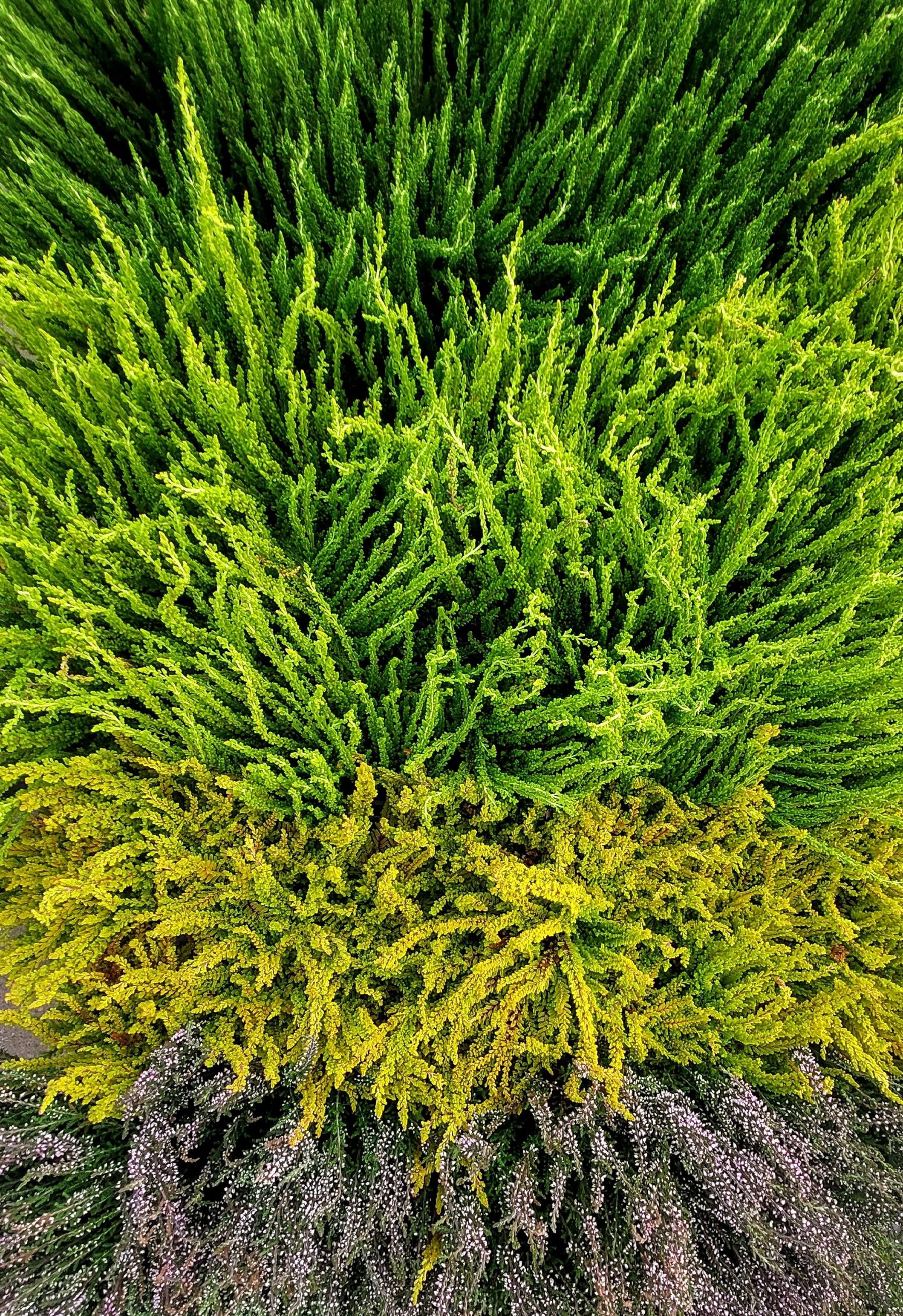 Vibrant Heather Plants in Naberezhnye Chelny · Free Stock Photo