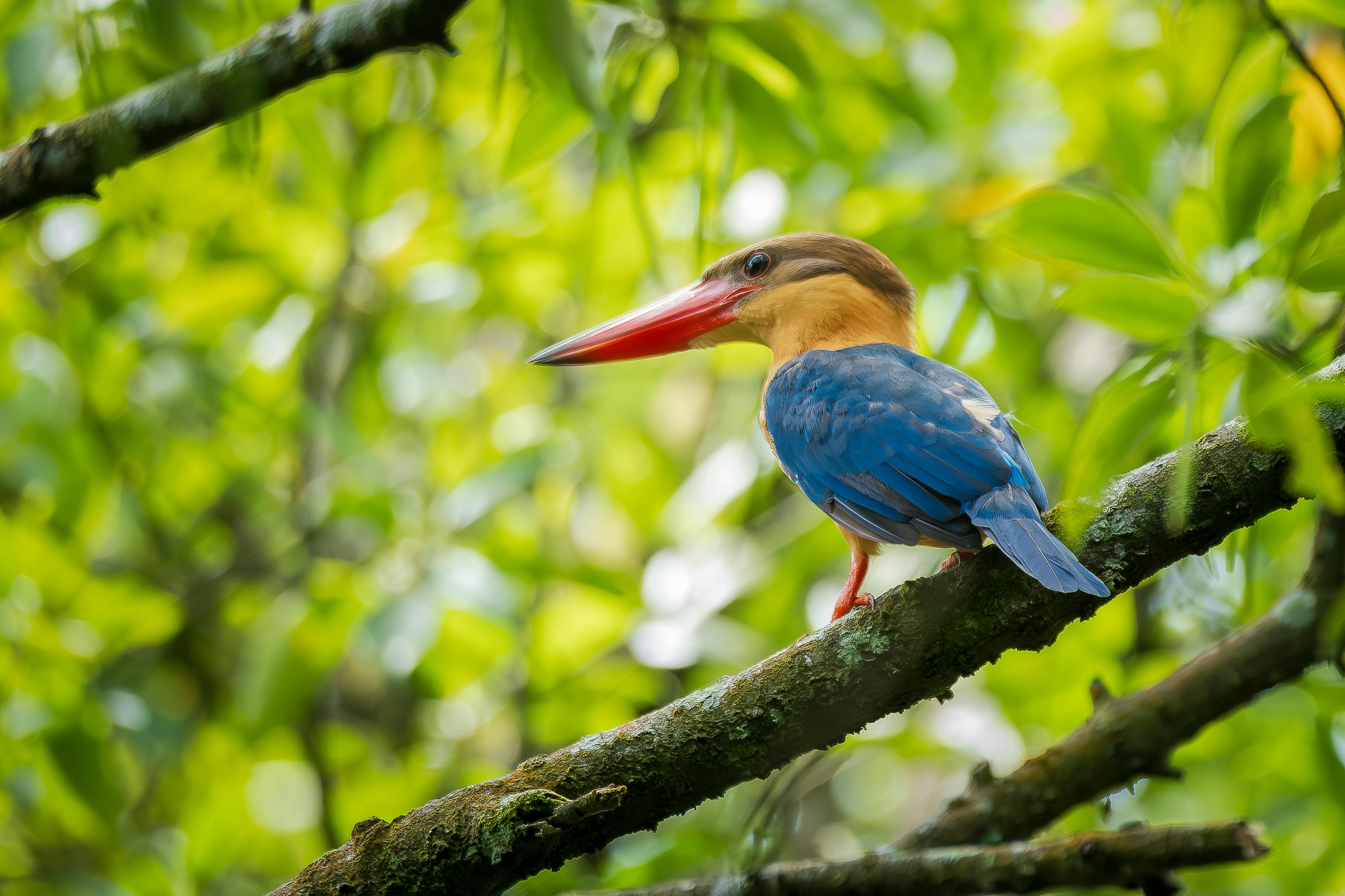 Breast+Reveal+Gifs Photos, Download The BEST Free Breast+Reveal+Gifs ...