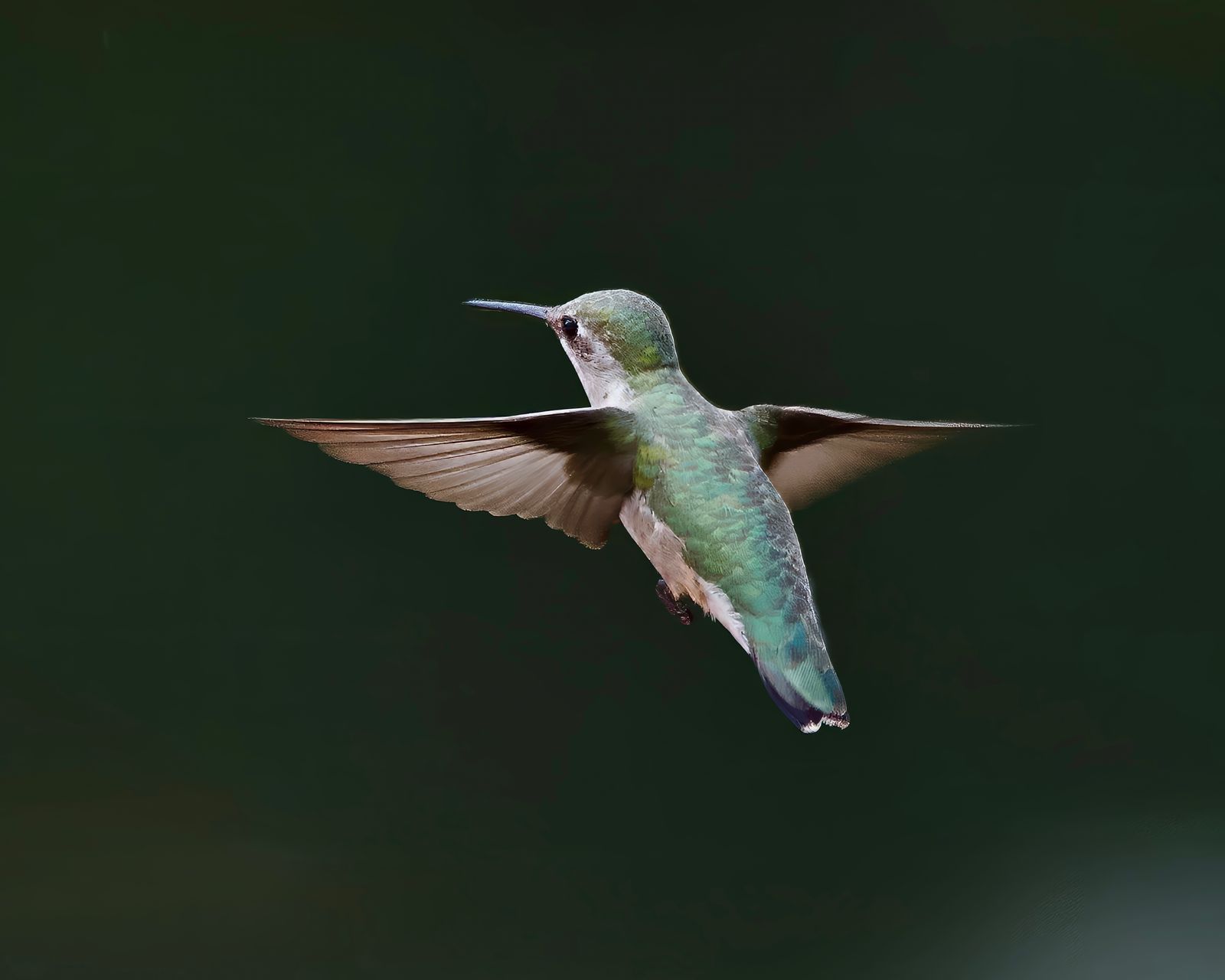 Hummingbird Images Photos, Download The BEST Free Hummingbird Images ...