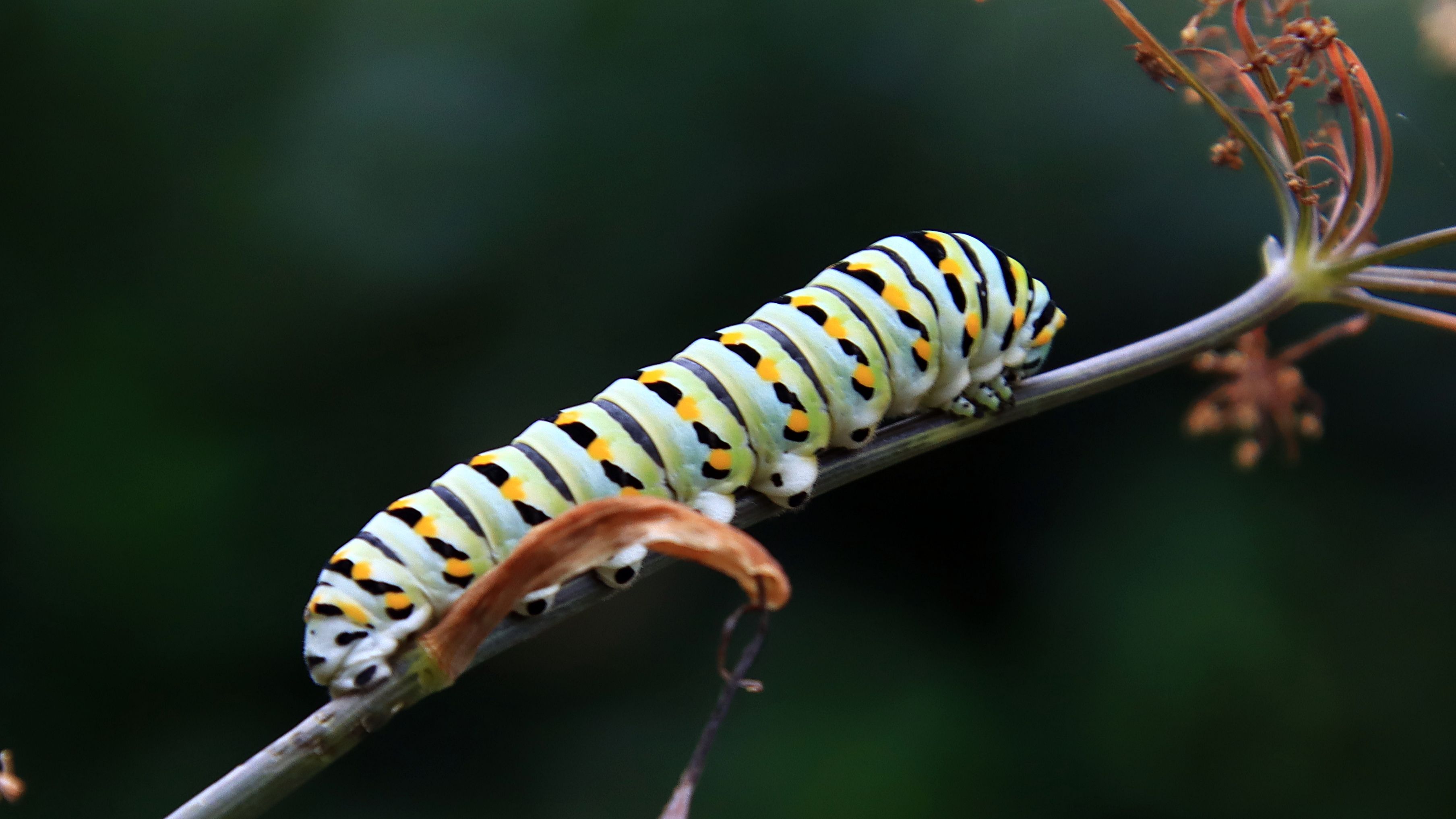 Caterpillar Face Photos, Download The BEST Free Caterpillar Face Stock ...