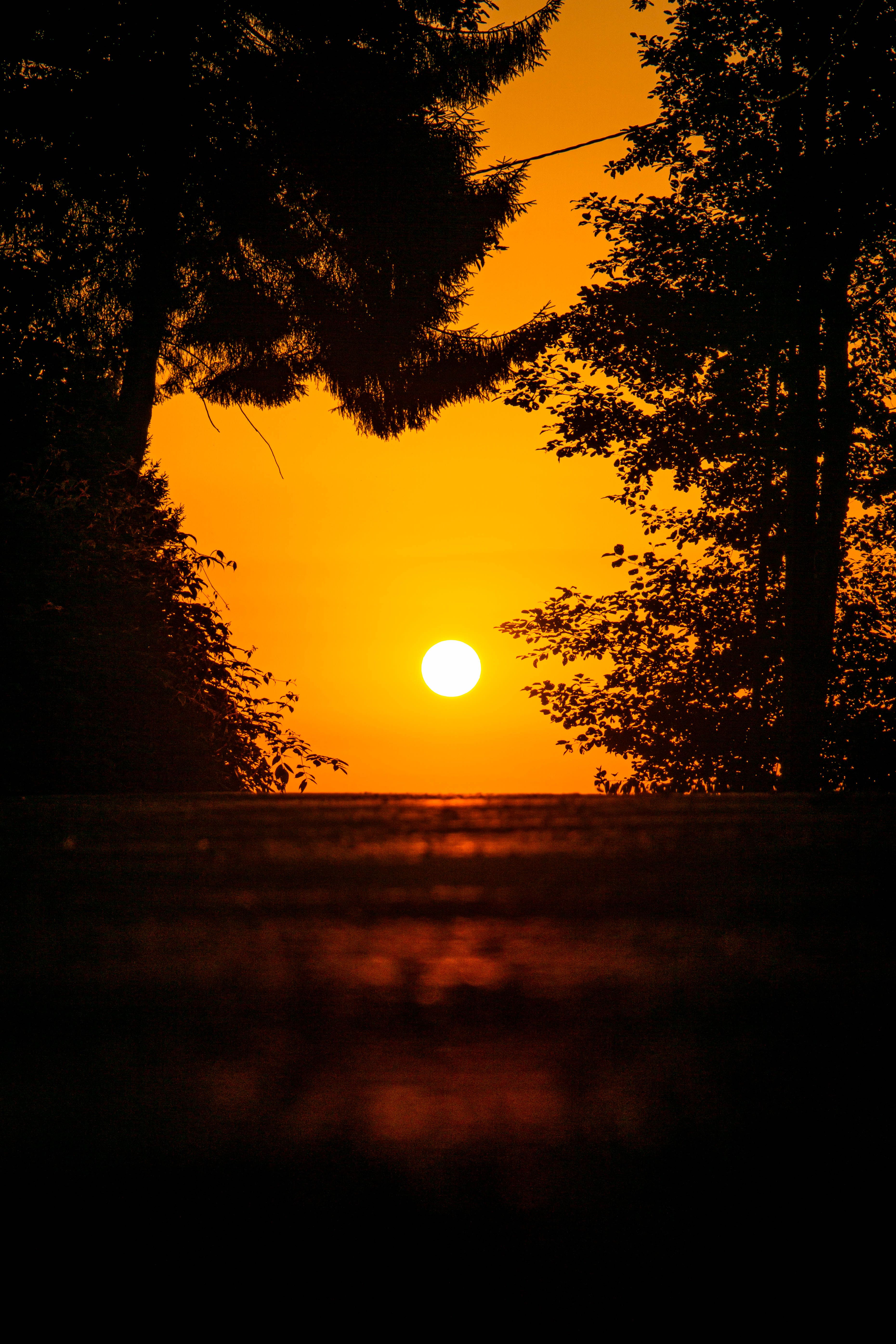 Serene Sunset Through Forest Trees · Free Stock Photo
