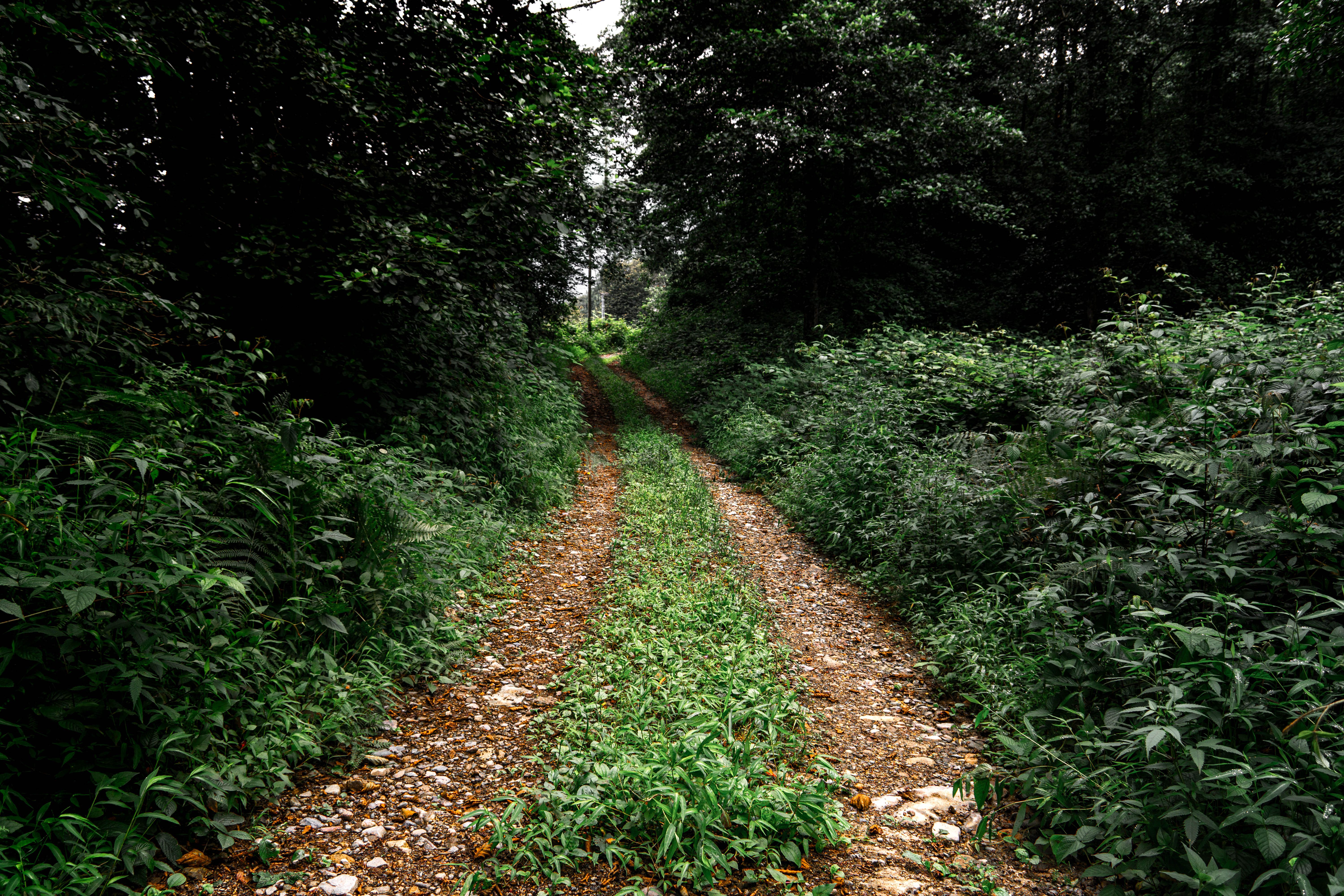 Rugged Forest Pathway Surrounded by Dense Greenery · Free Stock Photo