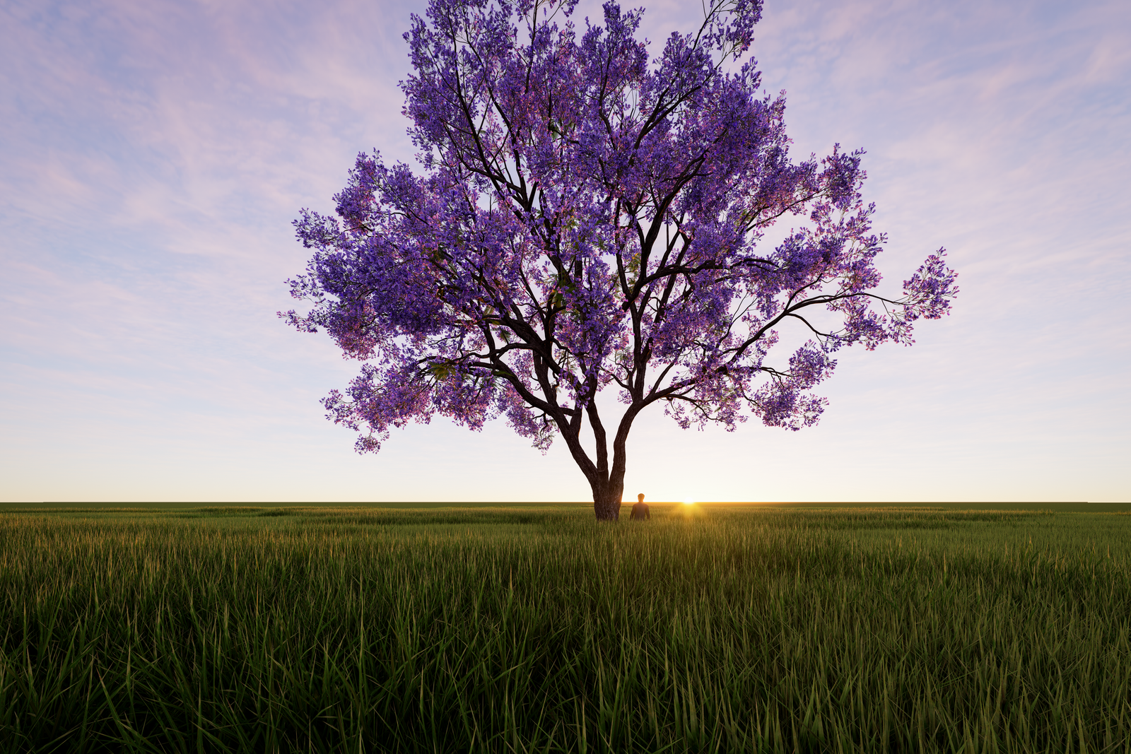 Jacaranda Tree Photos, Download The BEST Free Jacaranda Tree Stock ...