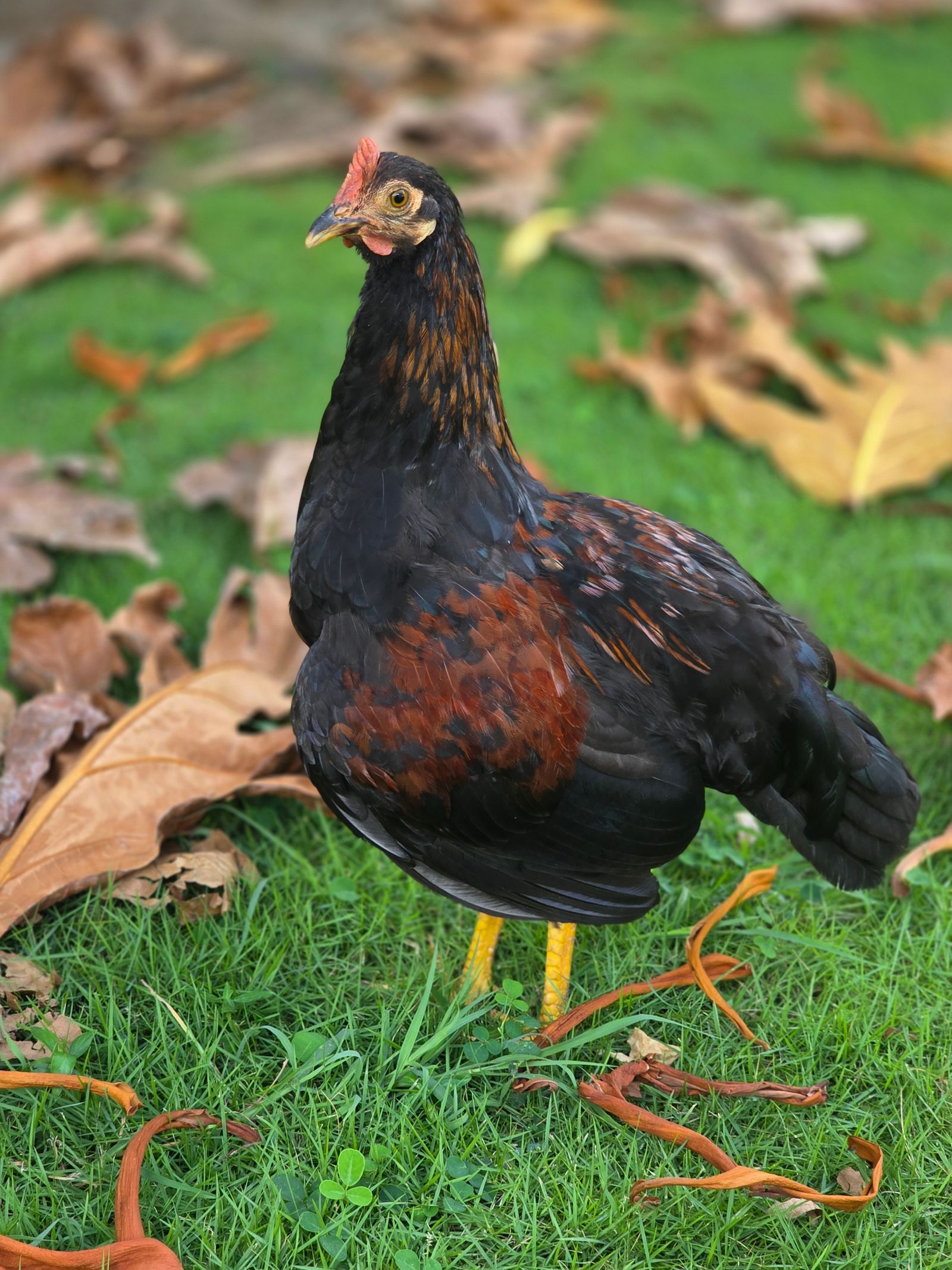 Chicken Jockey Photos, Download The BEST Free Chicken Jockey Stock ...