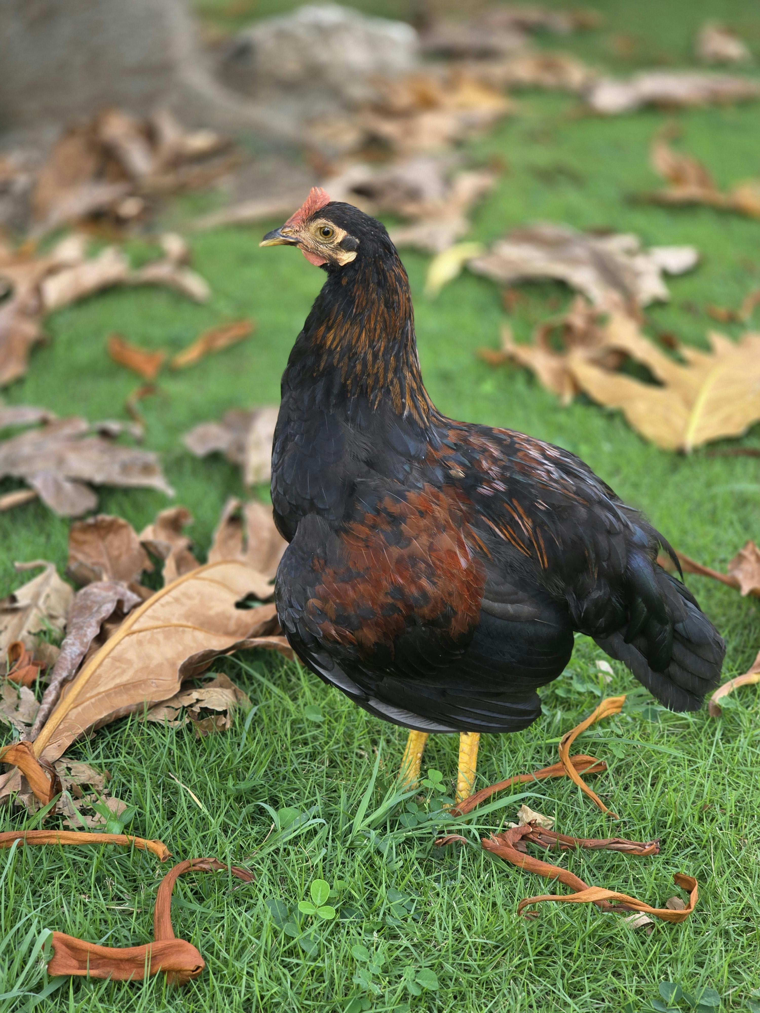Hen Images Photos, Download The BEST Free Hen Images Stock Photos & HD ...
