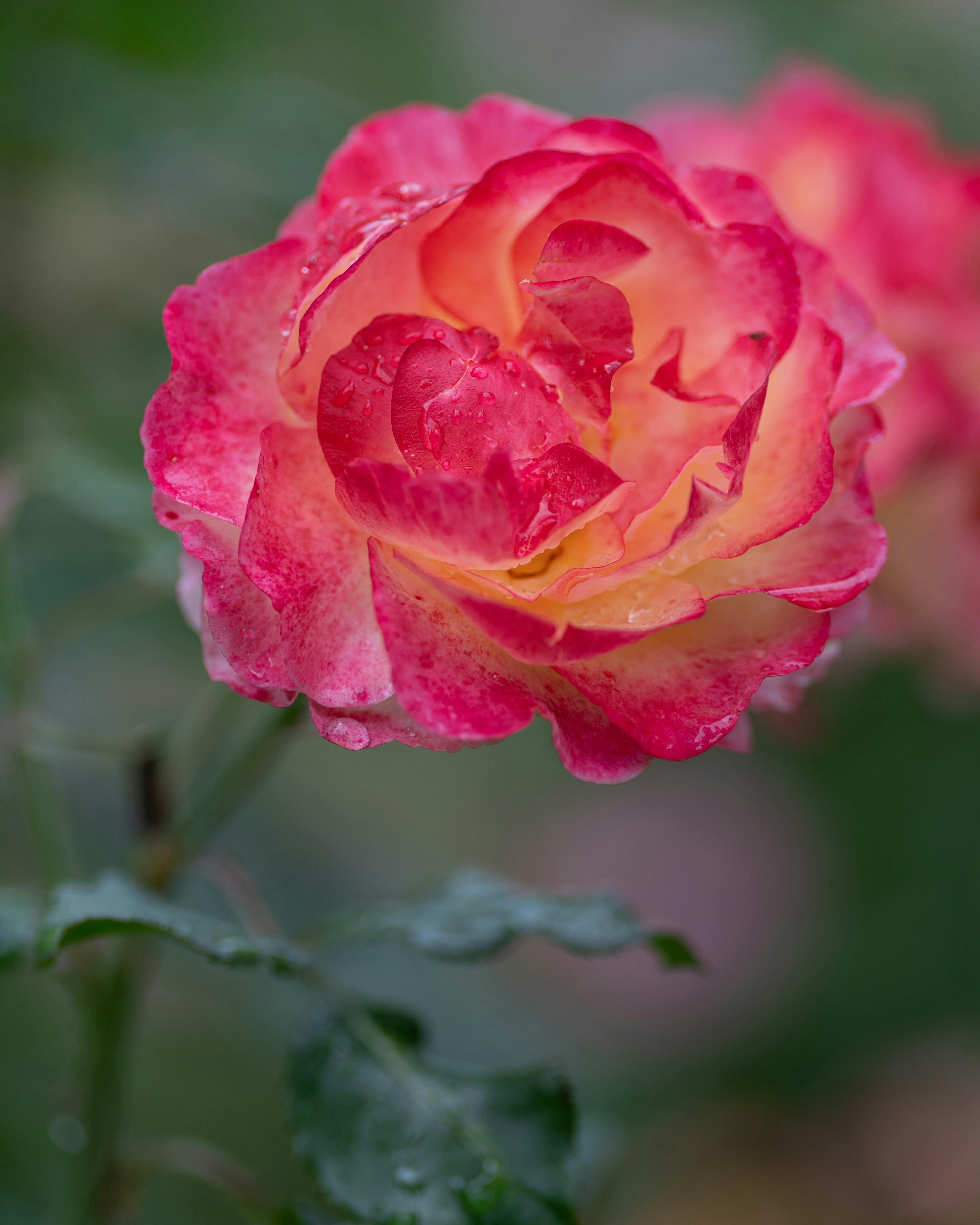 Images Of Roses Flower Photos, Download The BEST Free Images Of Roses ...