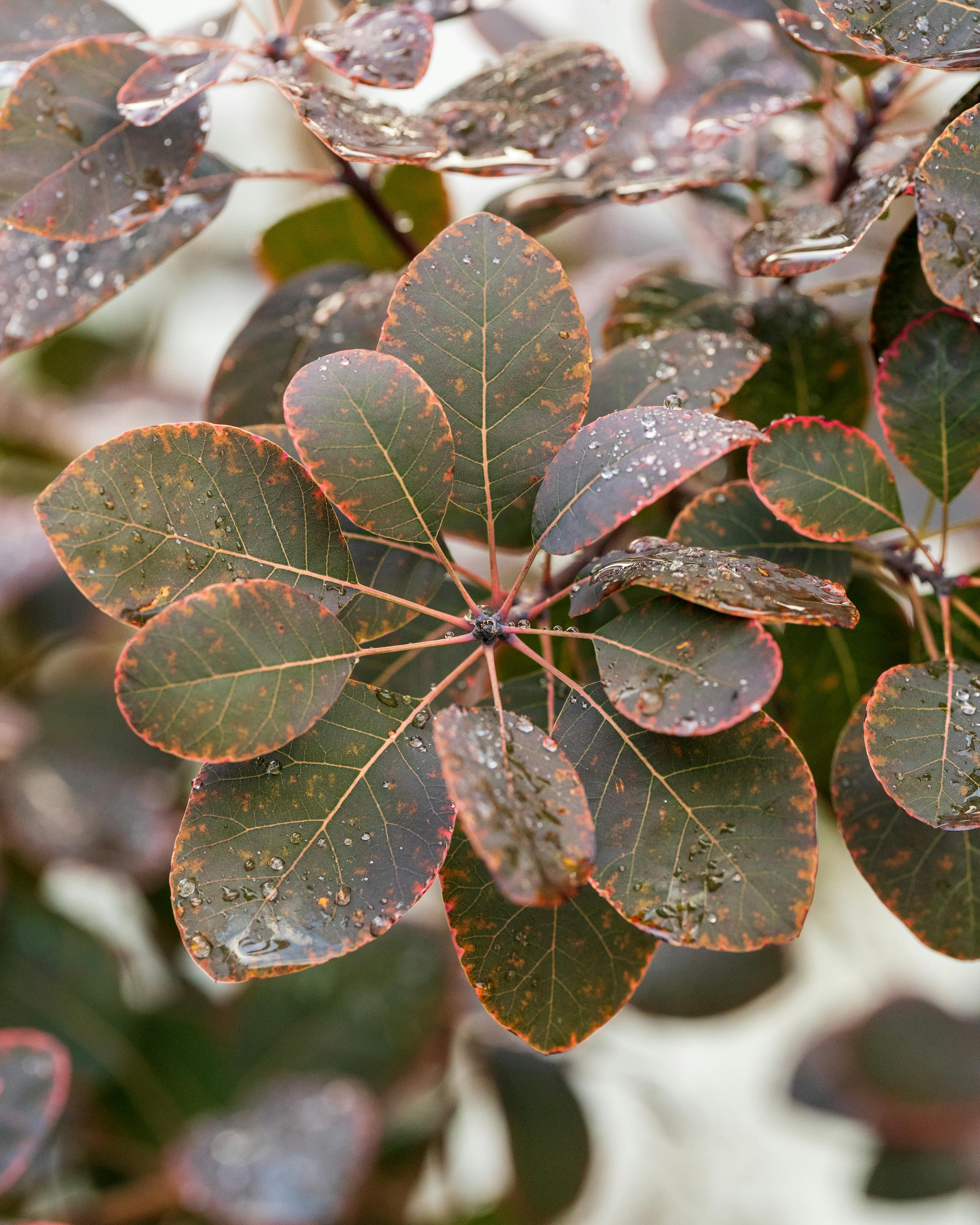 Shrubs Photos, Download The BEST Free Shrubs Stock Photos & HD Images