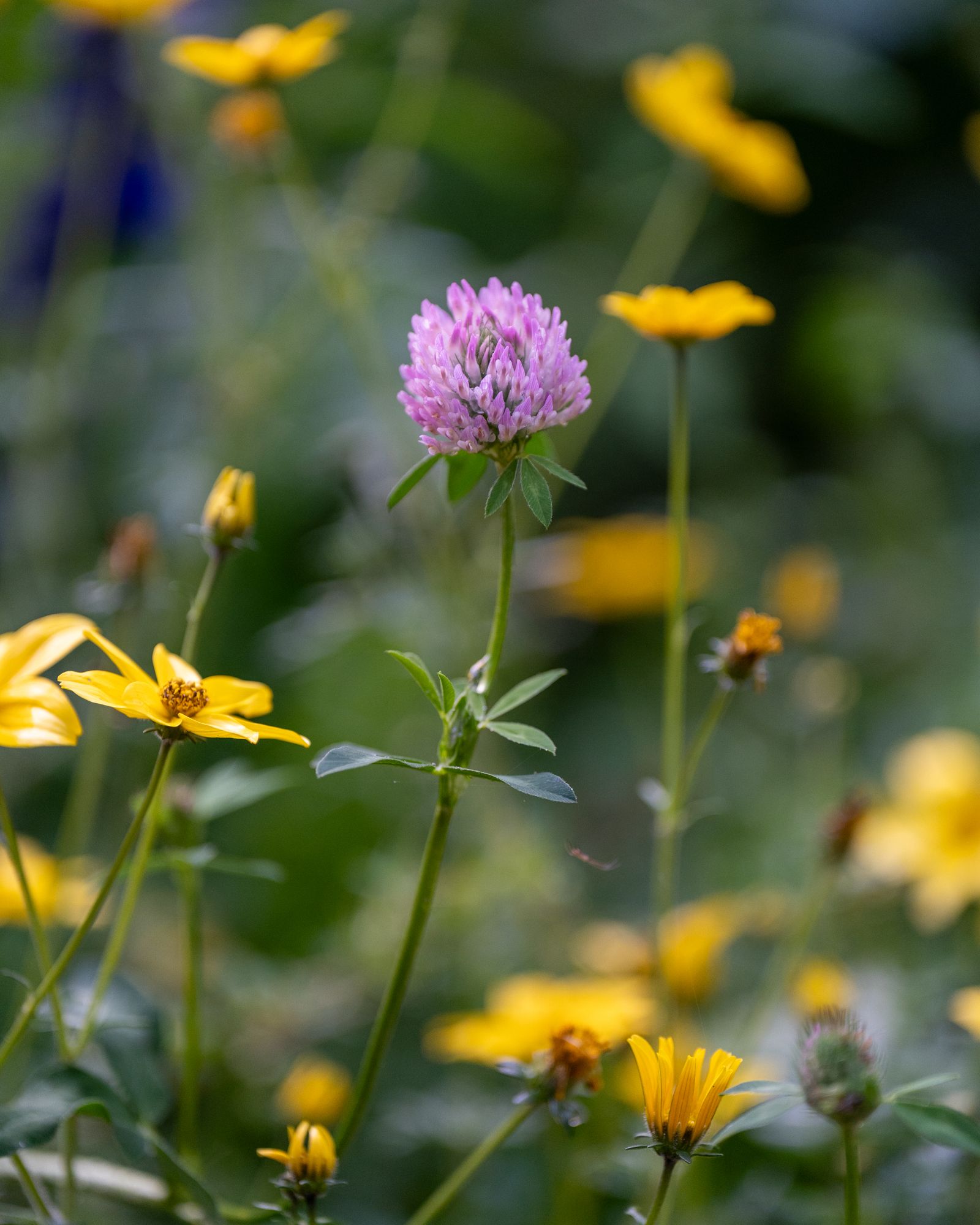 Silhouette Flower Photos, Download The BEST Free Silhouette Flower ...