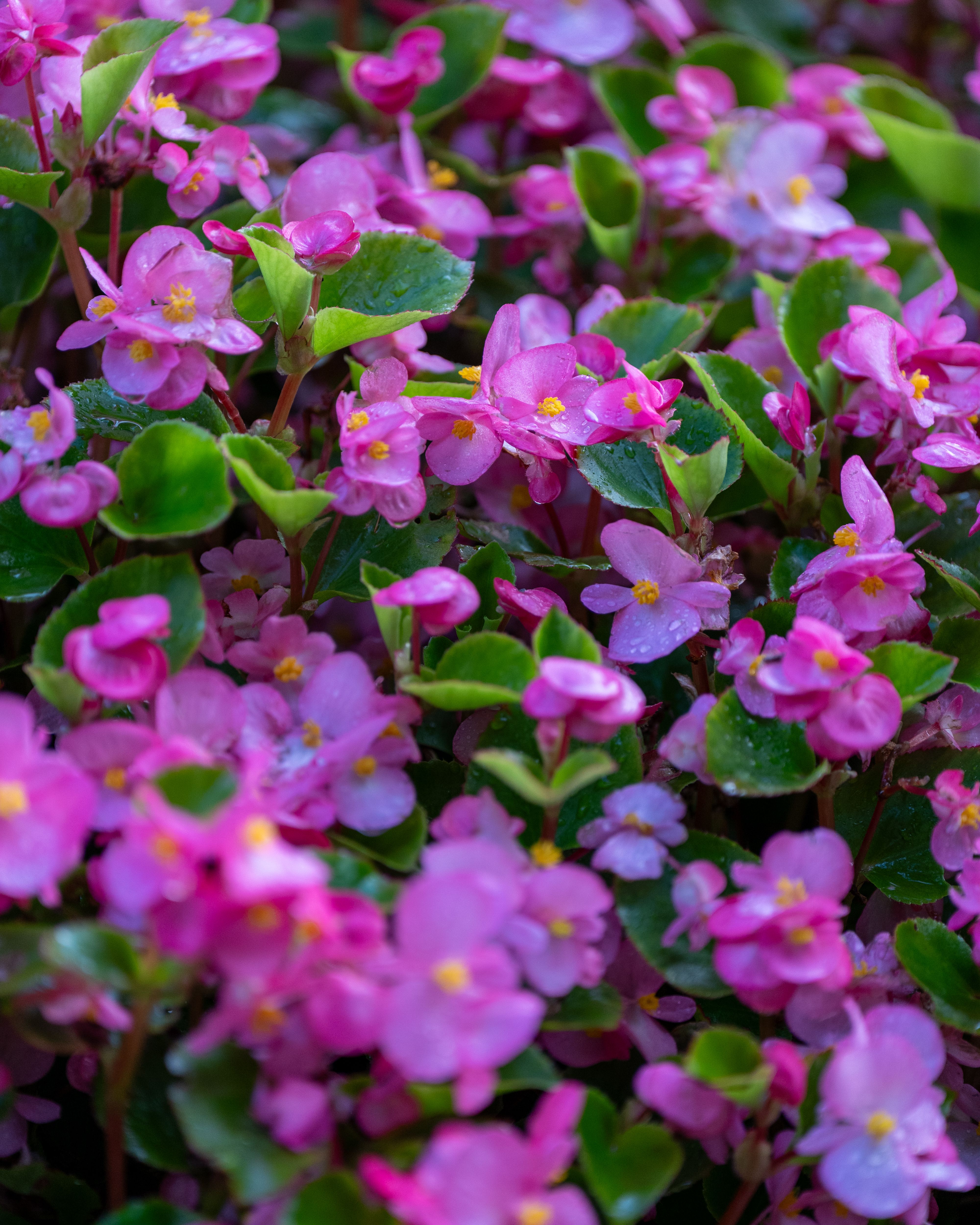 Vibrant Pink Begonia Flowers Close-Up · Free Stock Photo