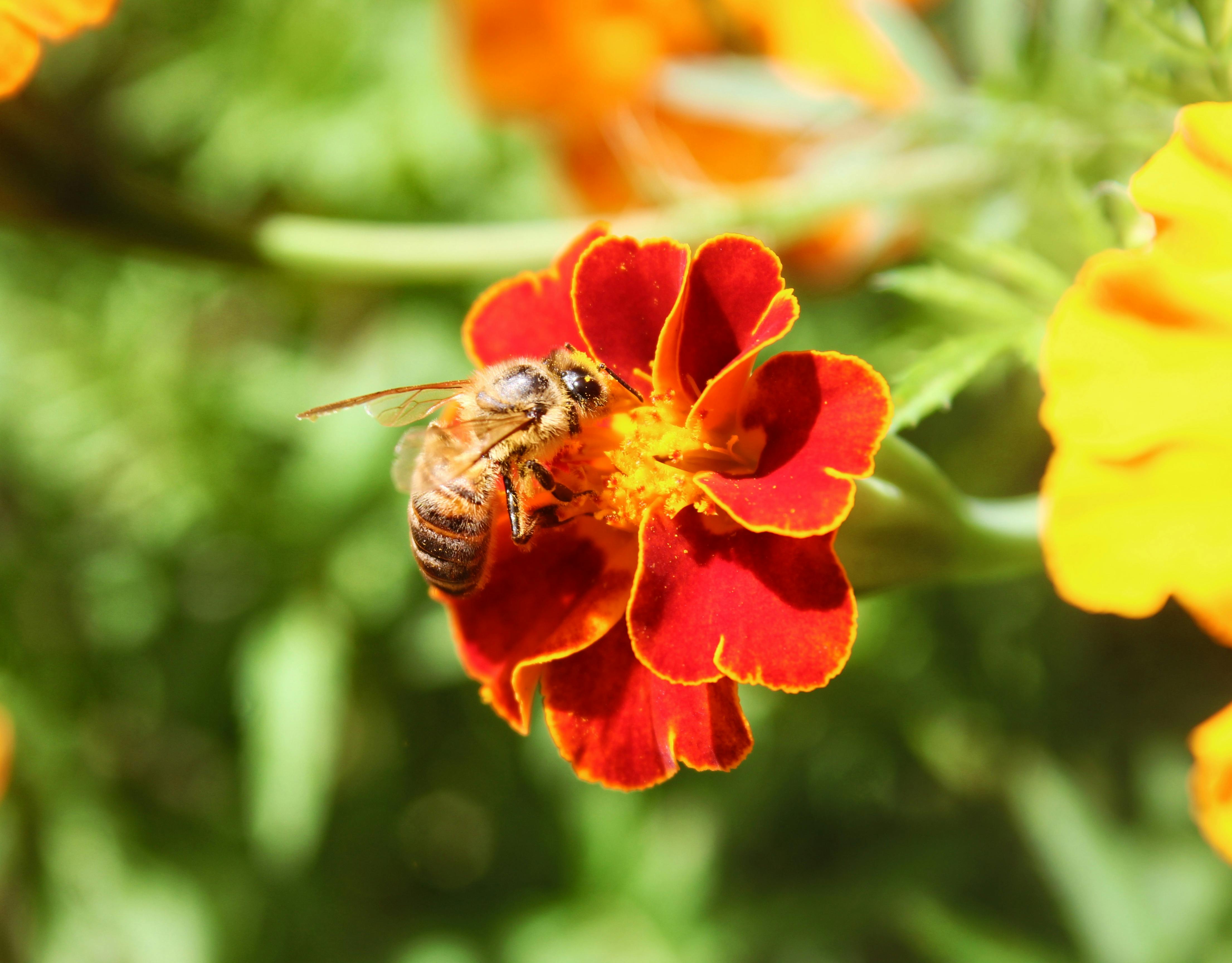 Bee Pollinating Vibrant Marigold Flower in Sunlight · Free Stock Photo