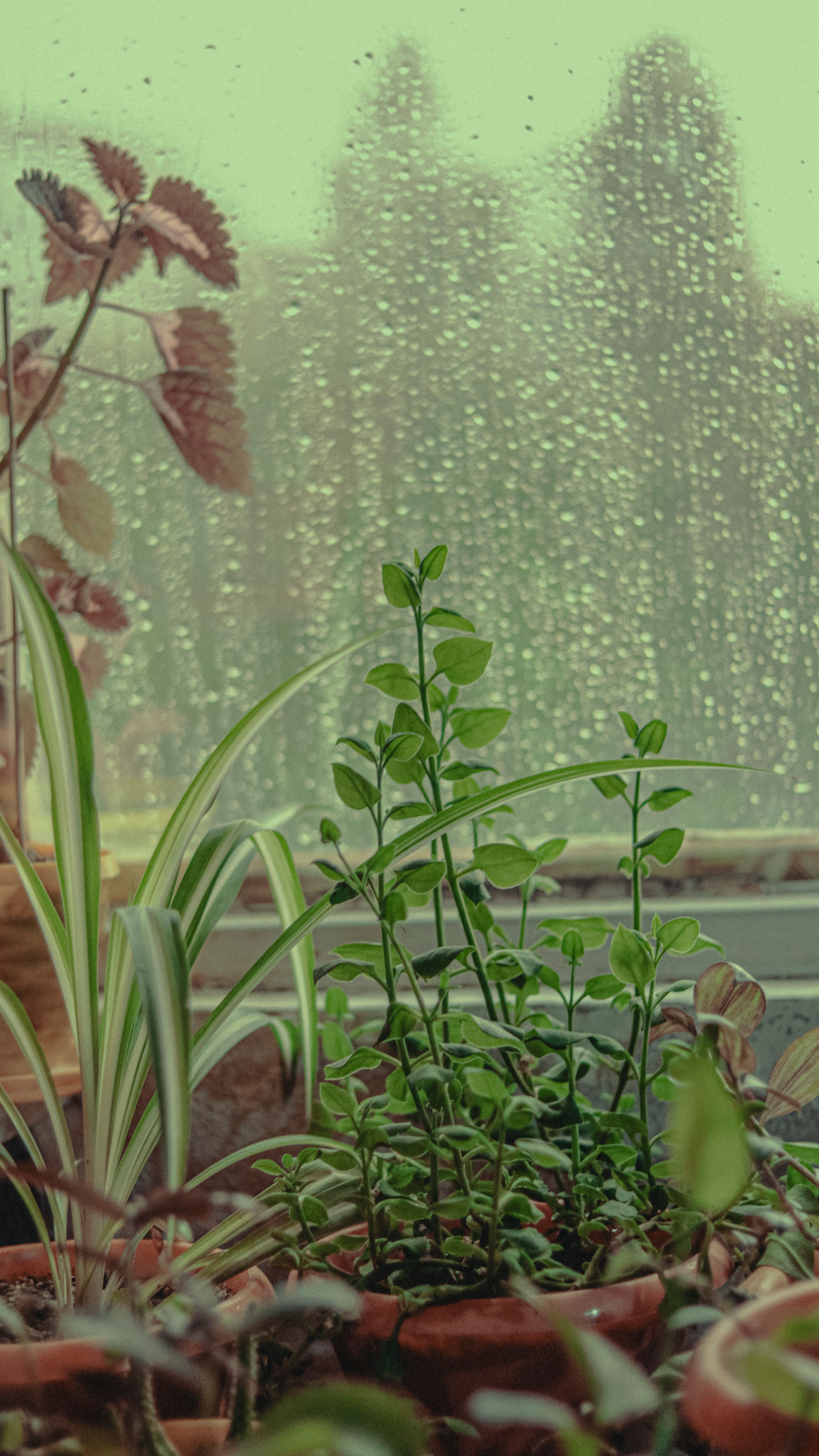 Indoor Plants by Rainy Window with Raindrops · Free Stock Photo
