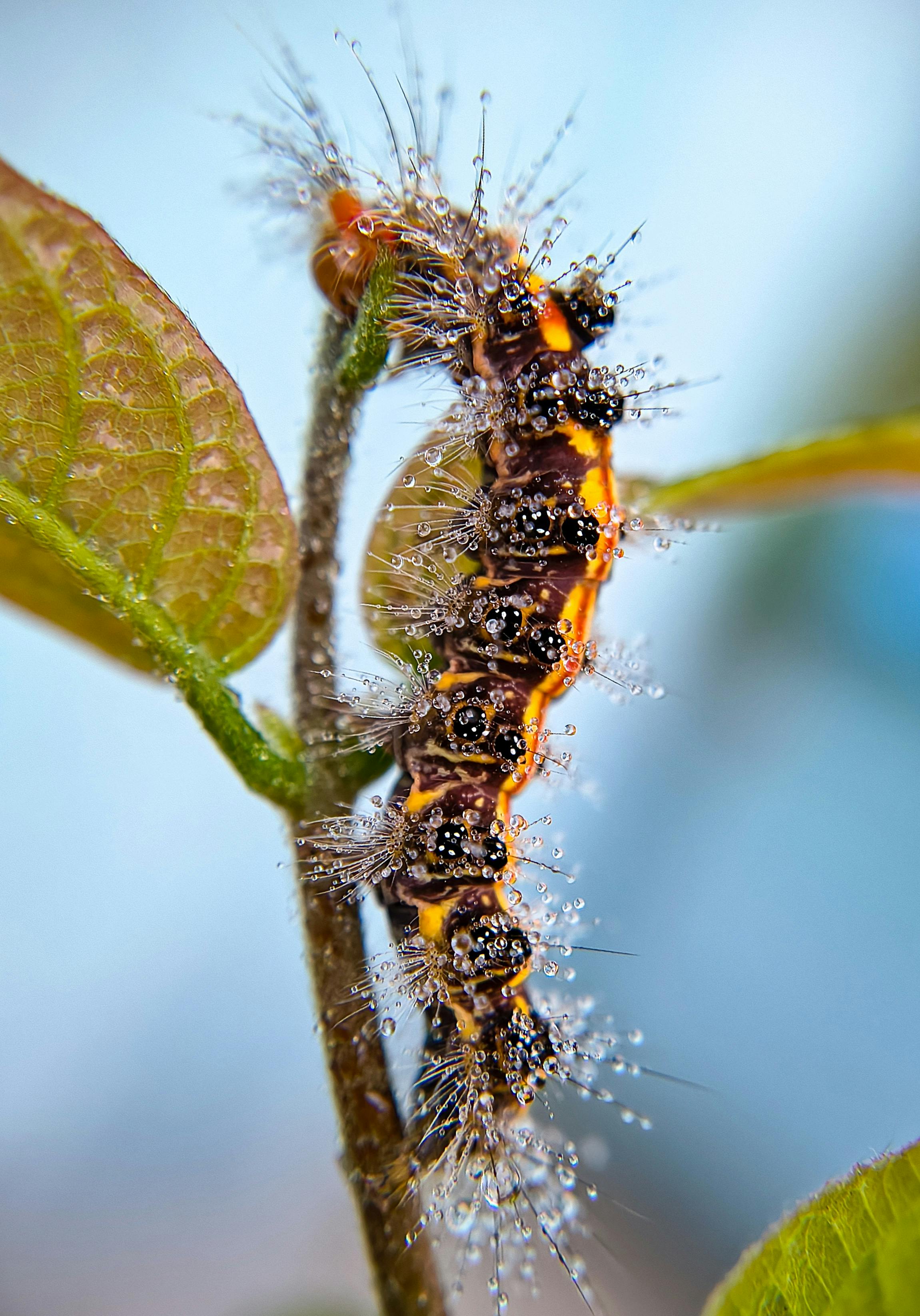 Panty+Drop+Gifs Photos, Download The BEST Free Panty+Drop+Gifs Stock ...