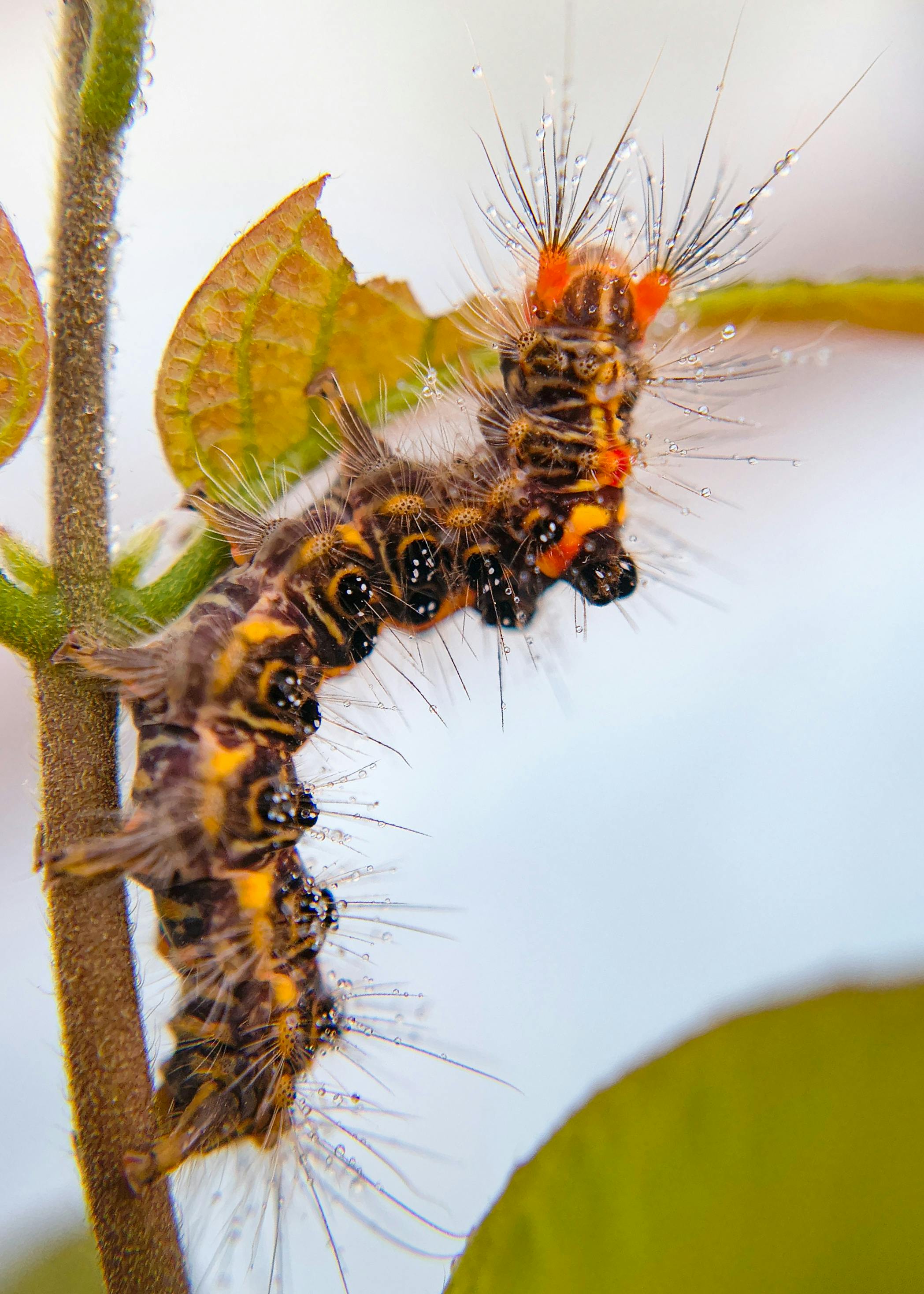 Hairy+Camel+Toe Photos, Download The BEST Free Hairy+Camel+Toe Stock ...