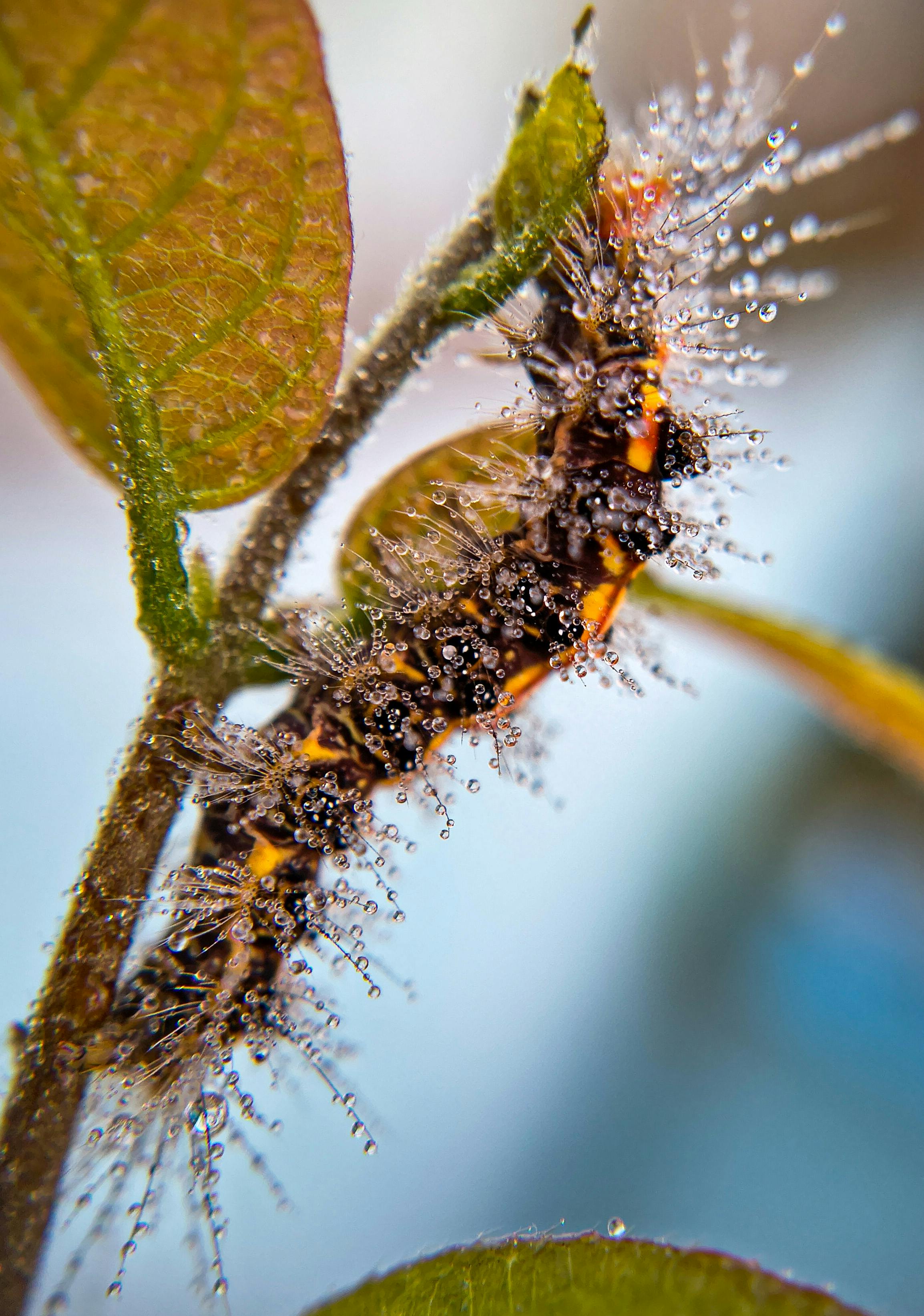 Panty+Drop+Gifs Photos, Download The BEST Free Panty+Drop+Gifs Stock ...