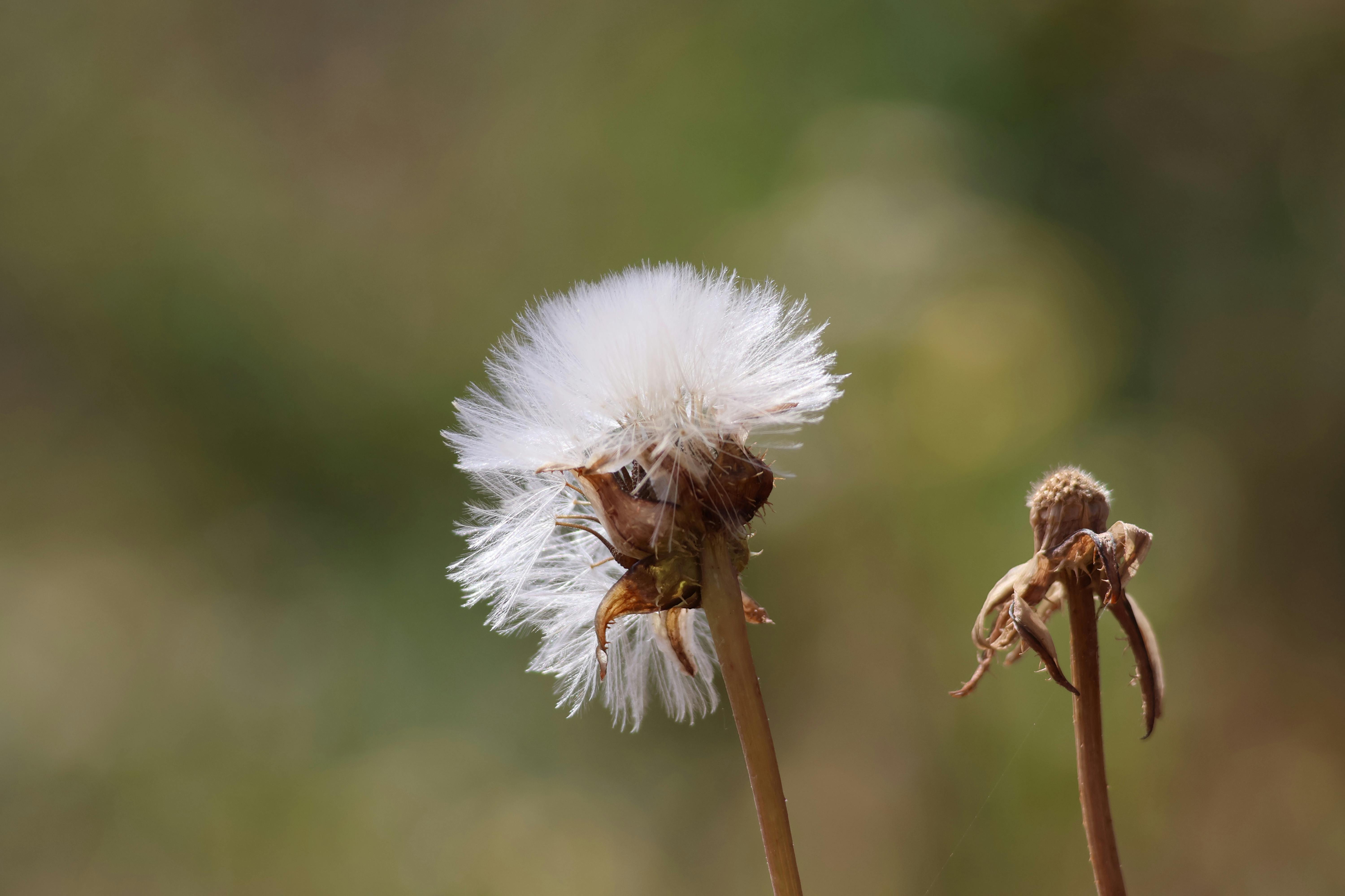 Simple Flower Photos, Download The BEST Free Simple Flower Stock Photos ...