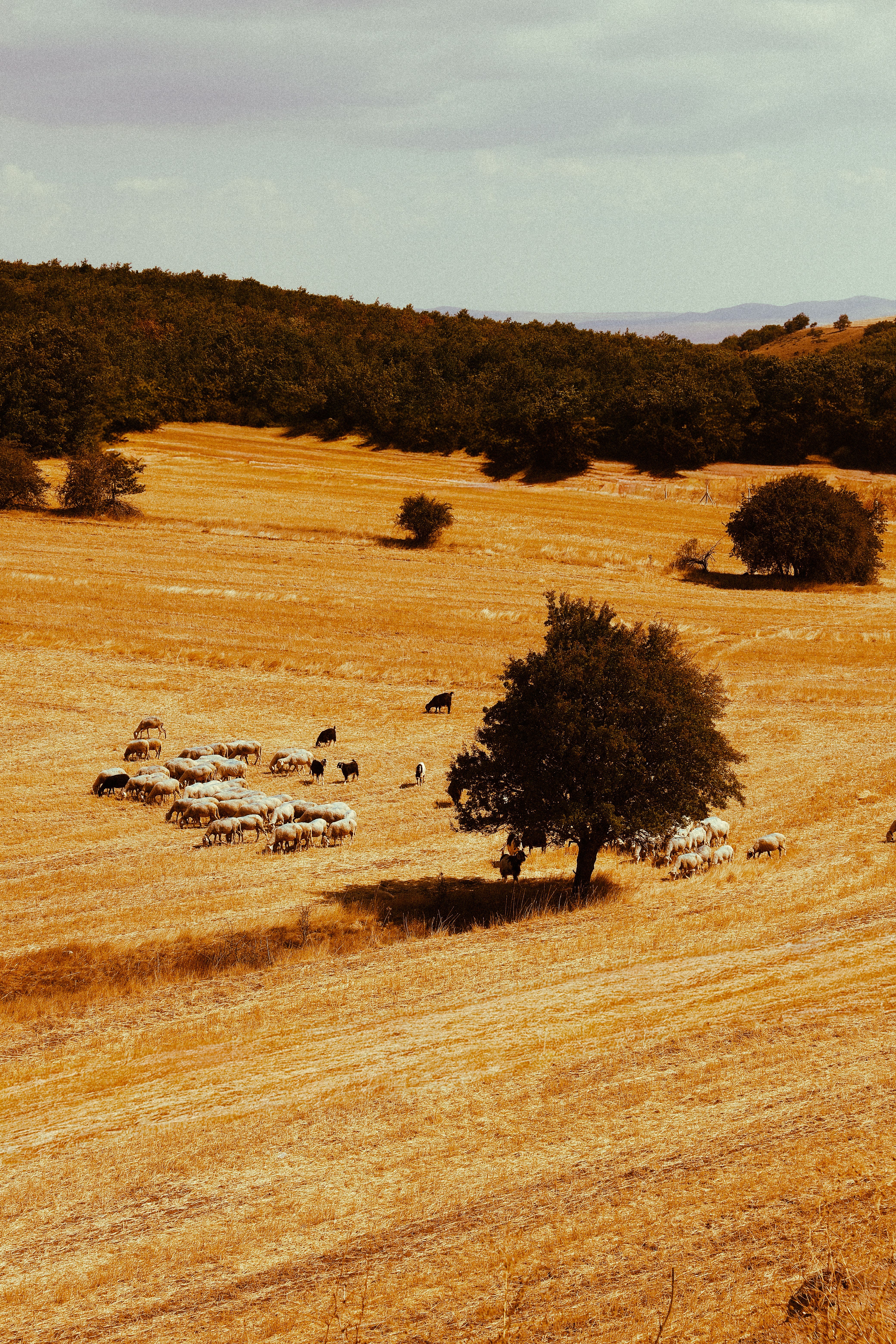 Traditional Farming Photos, Download The BEST Free Traditional Farming ...
