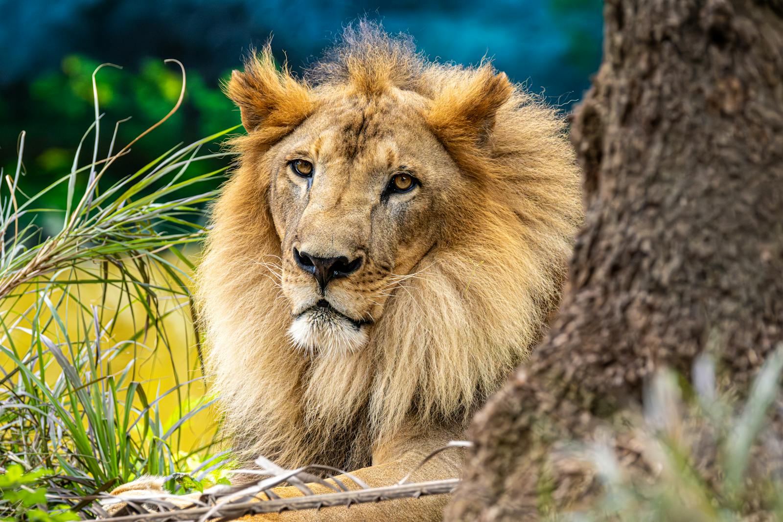 Wild Animals Slideshow Photos, Download The BEST Free Wild Animals ...