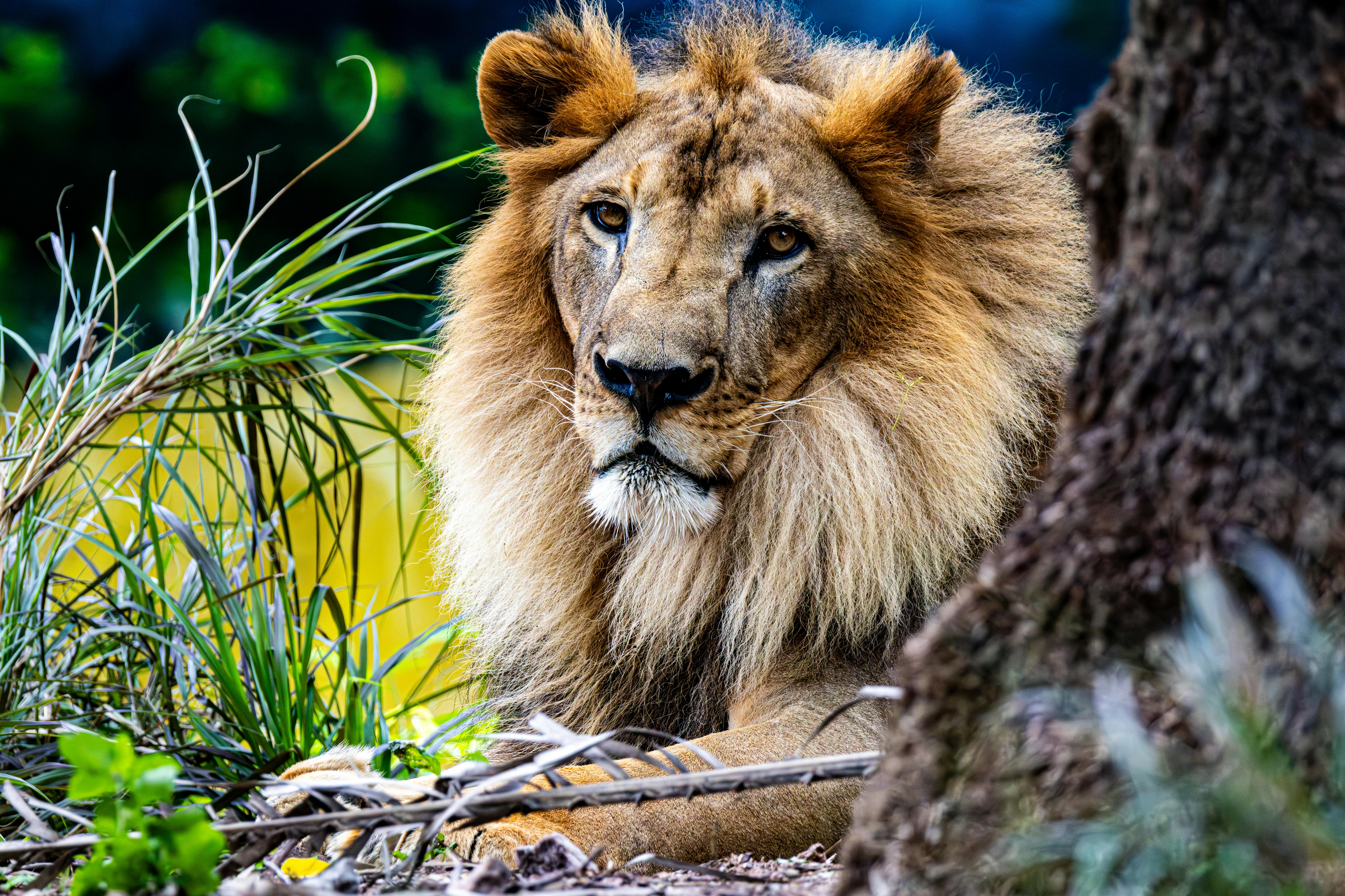 Wild Animals Slideshow Photos, Download The BEST Free Wild Animals ...