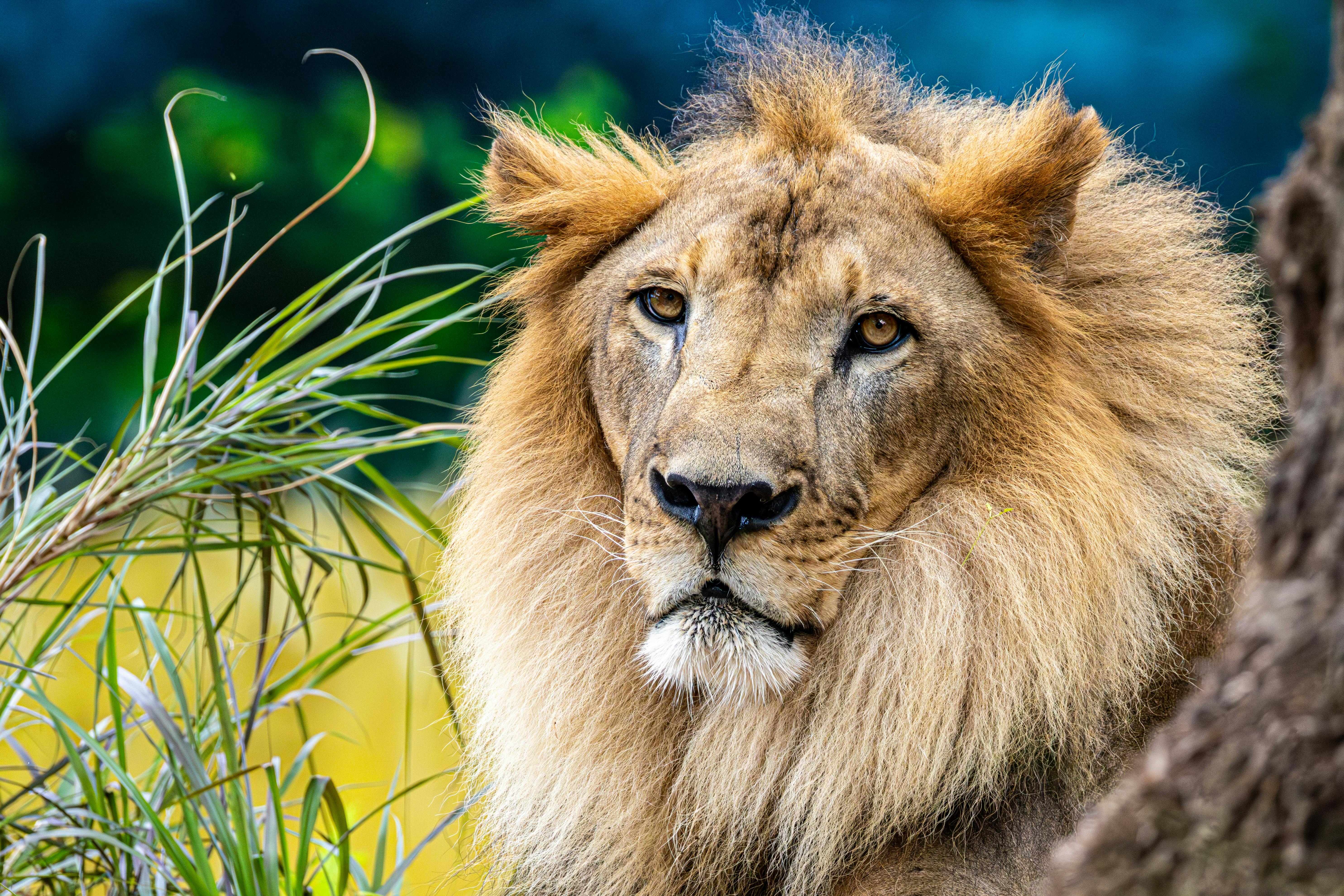 Beast Photos, Download The BEST Free Beast Stock Photos & HD Images