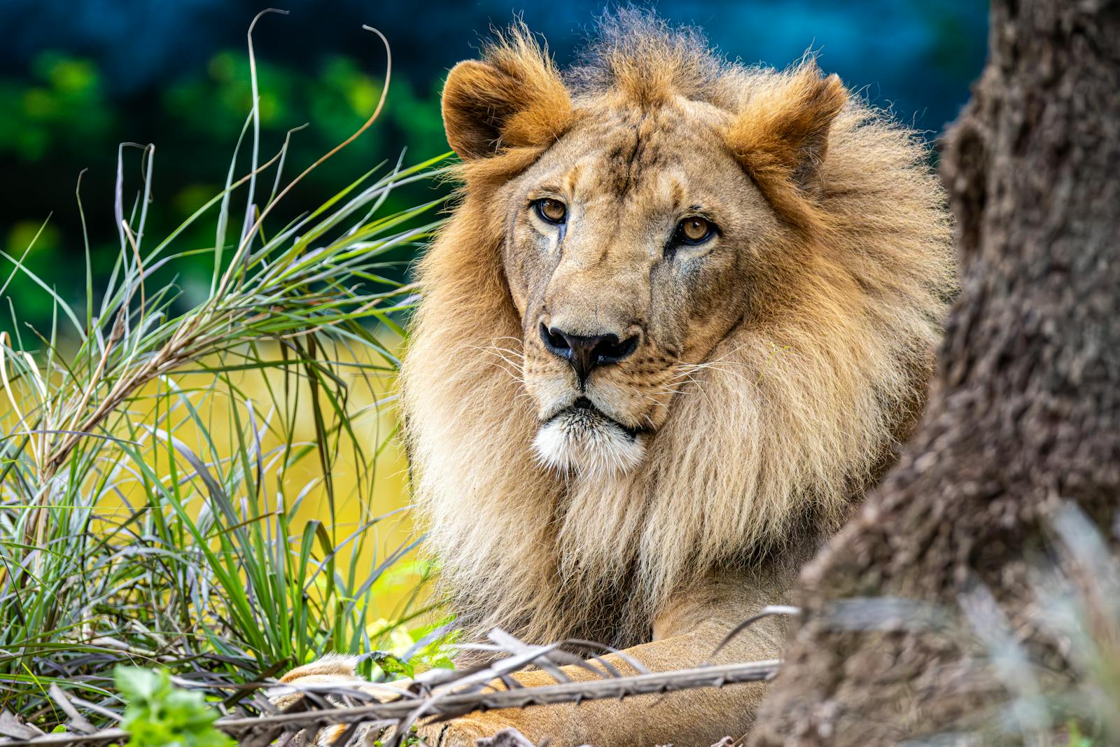 Lion Forest Photos, Download The BEST Free Lion Forest Stock Photos ...
