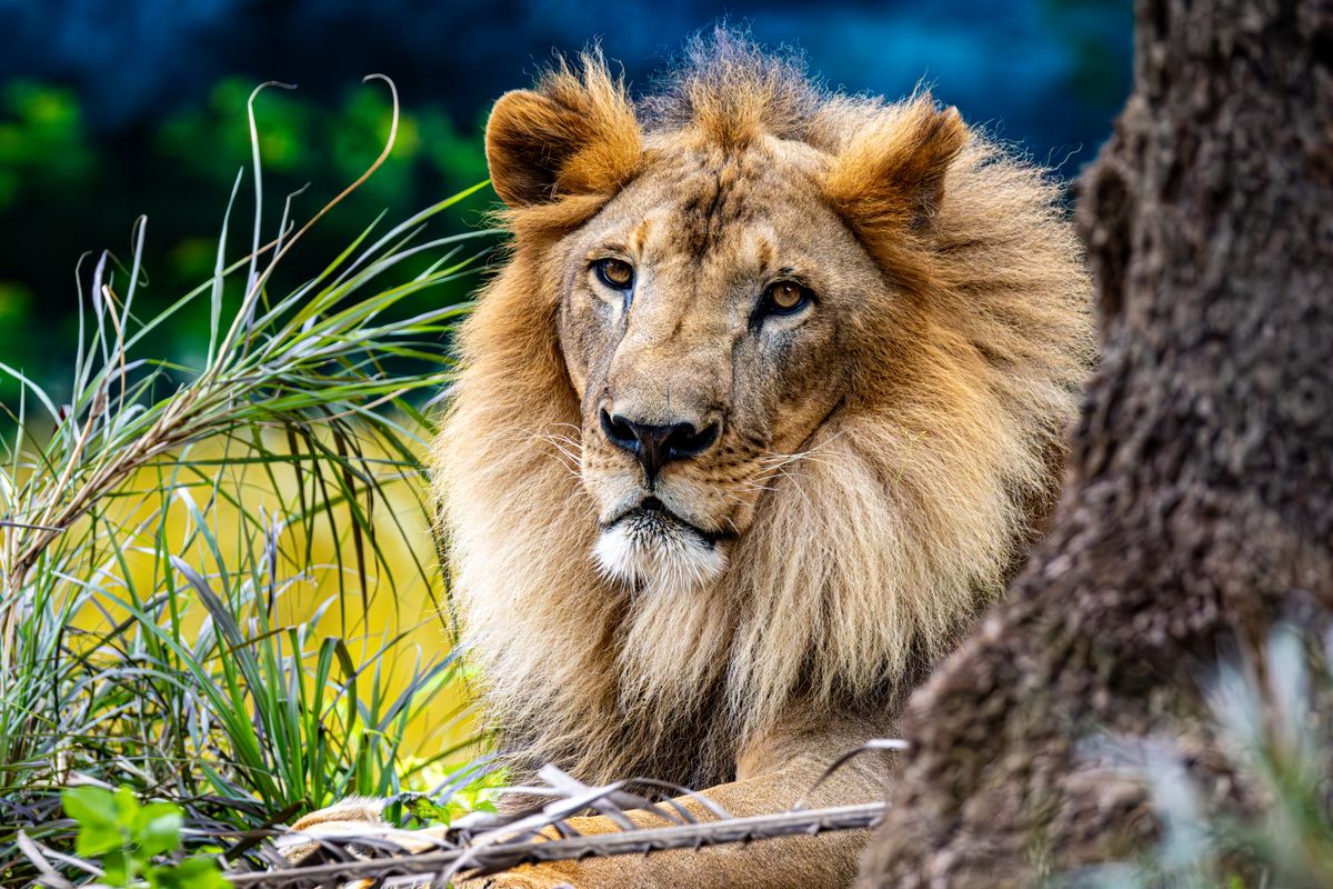 Lion Without Background Photos, Download The BEST Free Lion Without ...