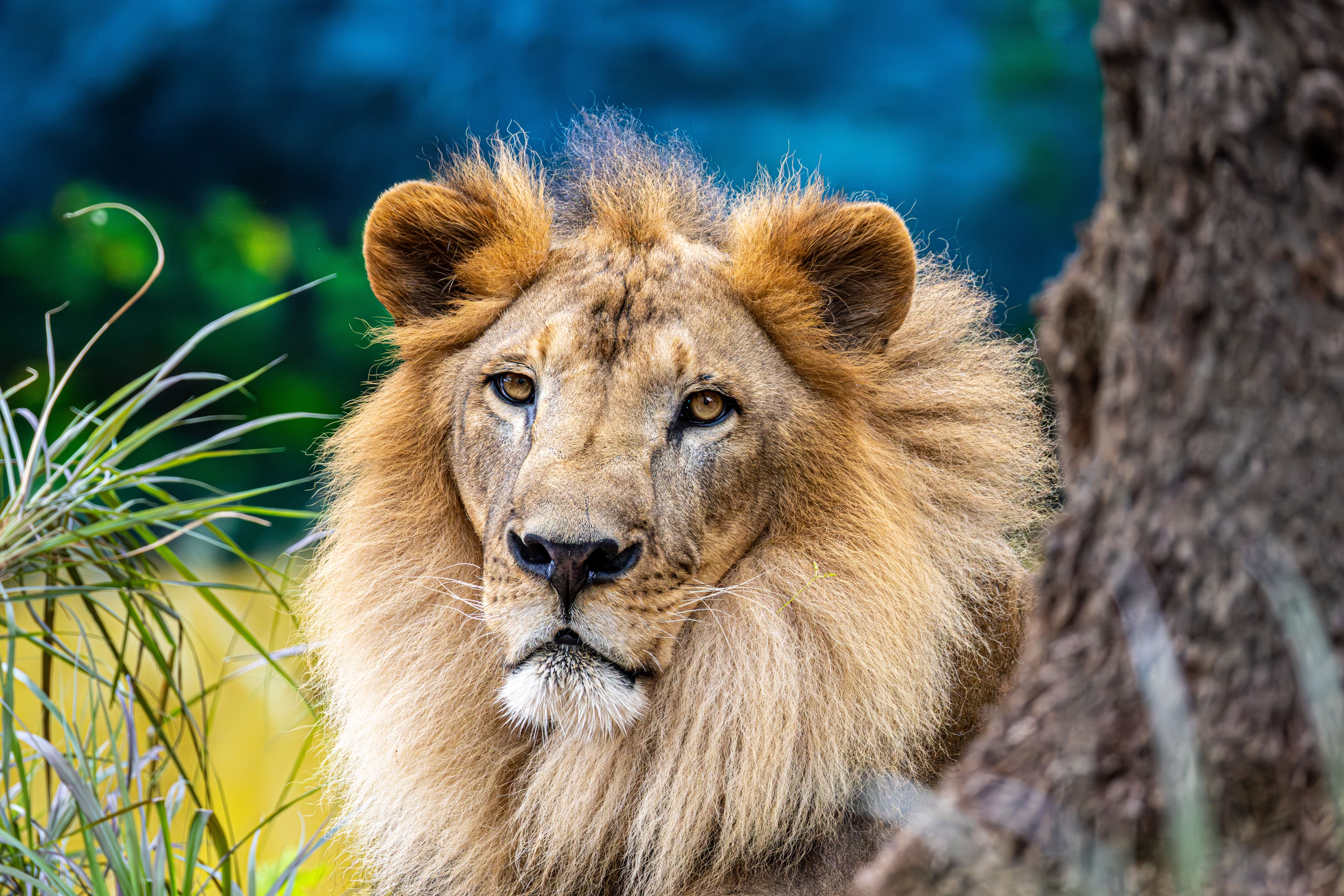 African Lion Photos, Download The BEST Free African Lion Stock Photos ...