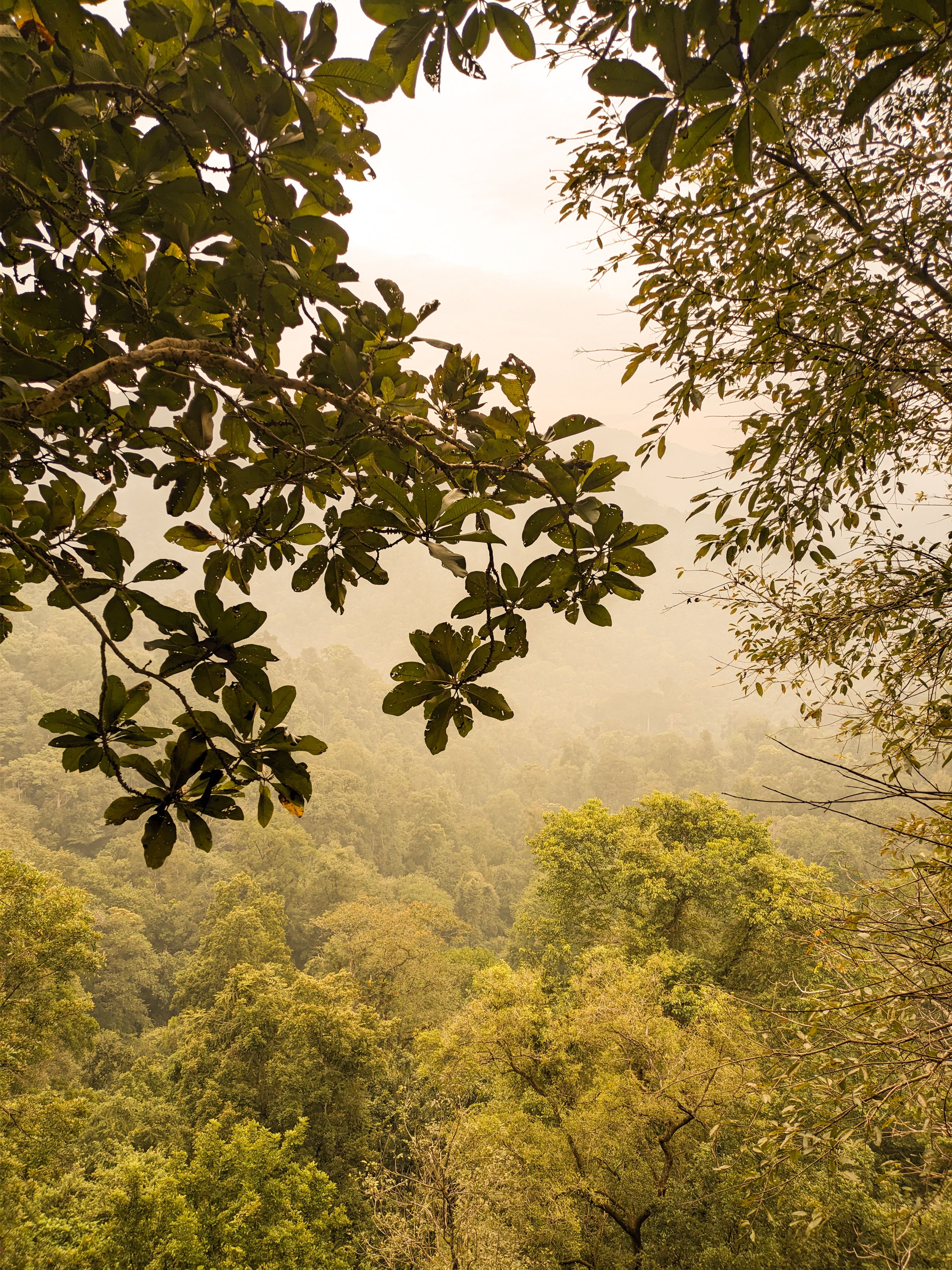 Lush Green Forest Canopy in Misty Landscape · Free Stock Photo