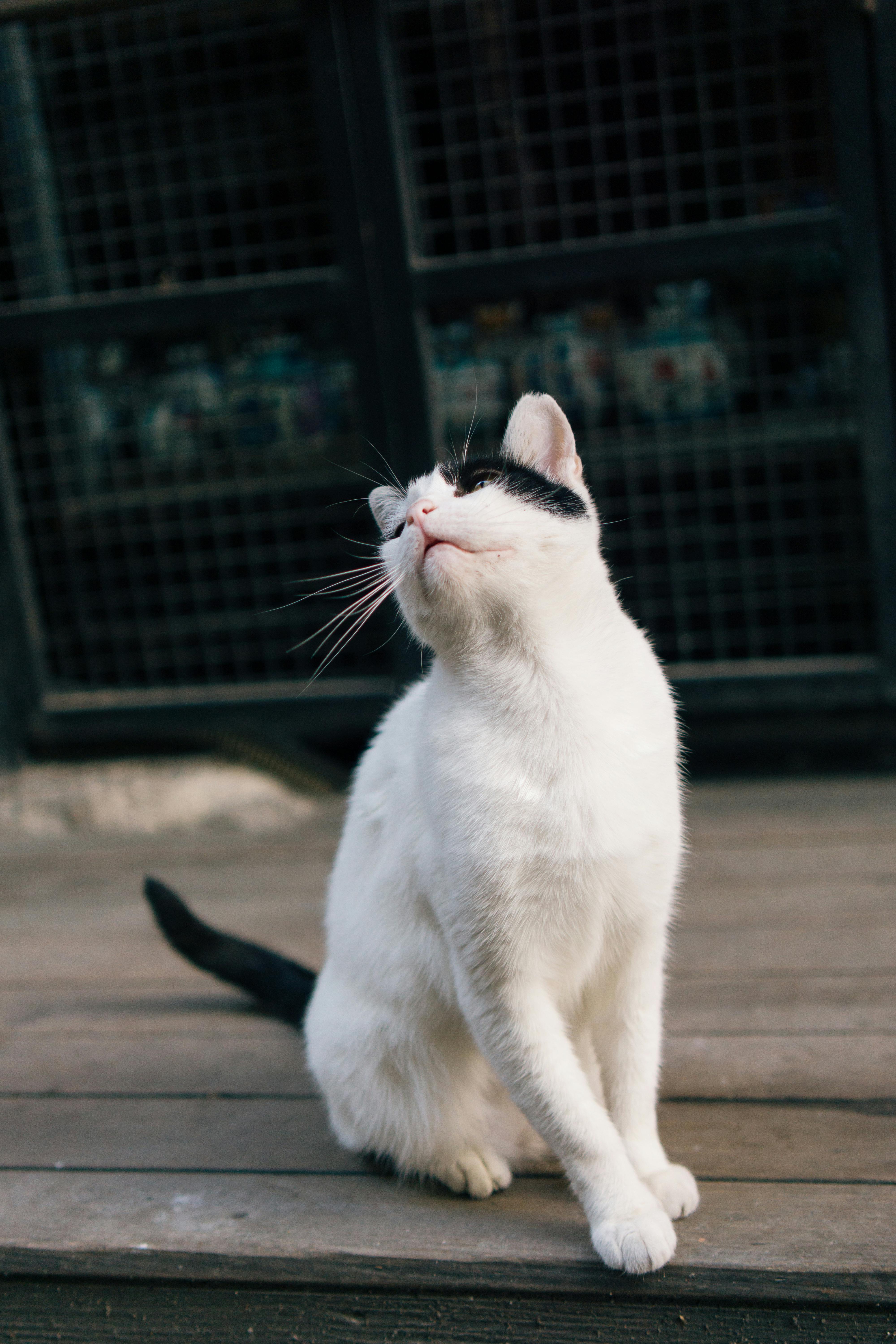 Cat Pfp Photos, Download The BEST Free Cat Pfp Stock Photos & HD Images