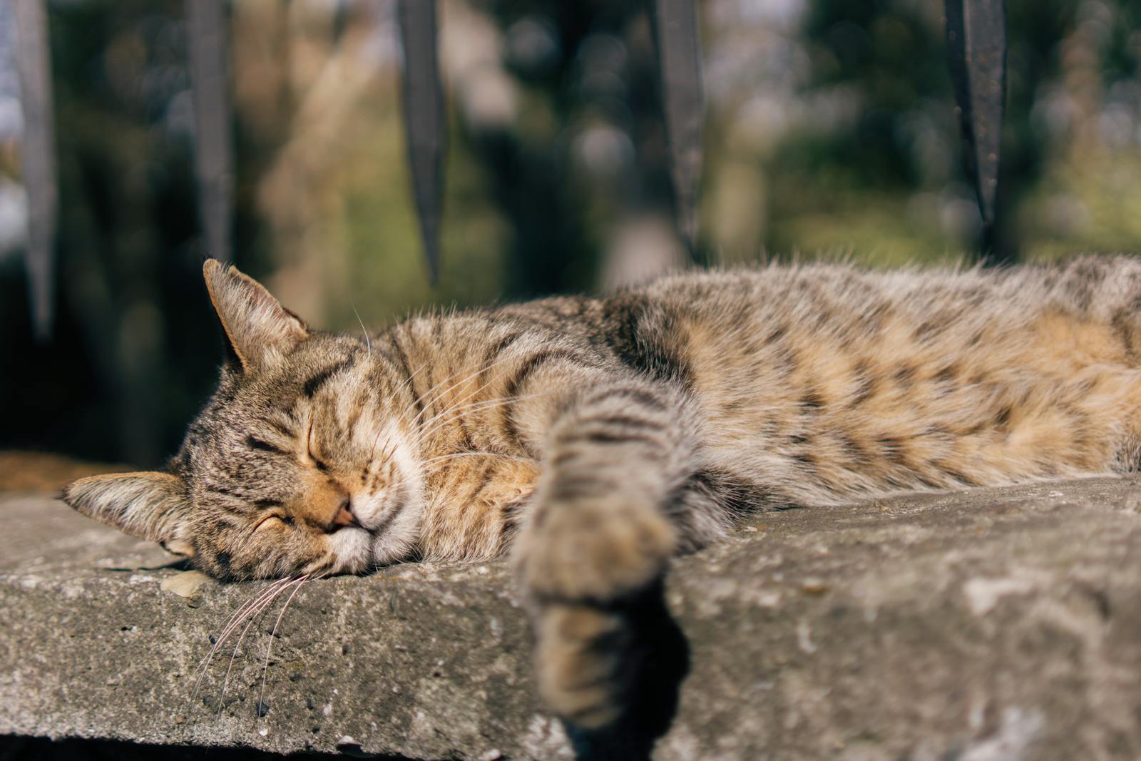 Sleep Apnea Photos, Download The BEST Free Sleep Apnea Stock Photos ...