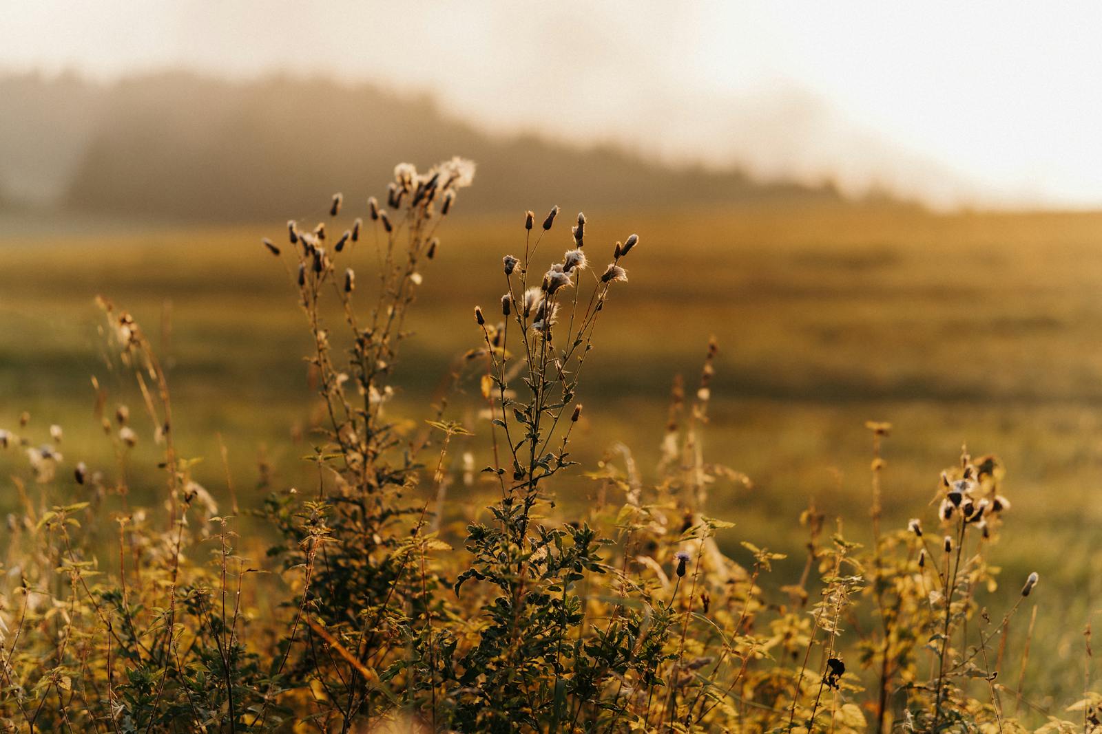 Sun Without Background Photos, Download The BEST Free Sun Without ...