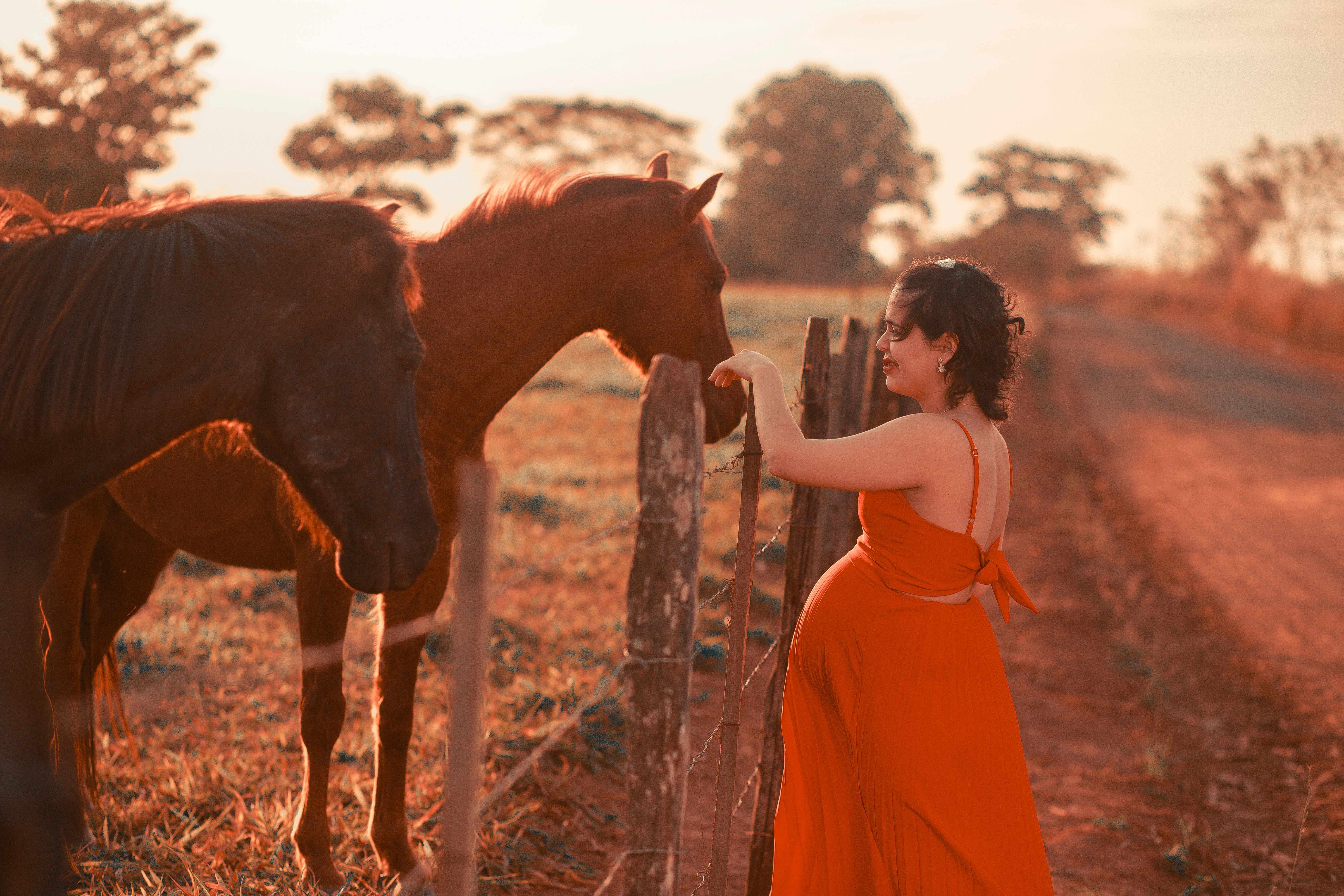 Horses Field Photos, Download The BEST Free Horses Field Stock Photos ...