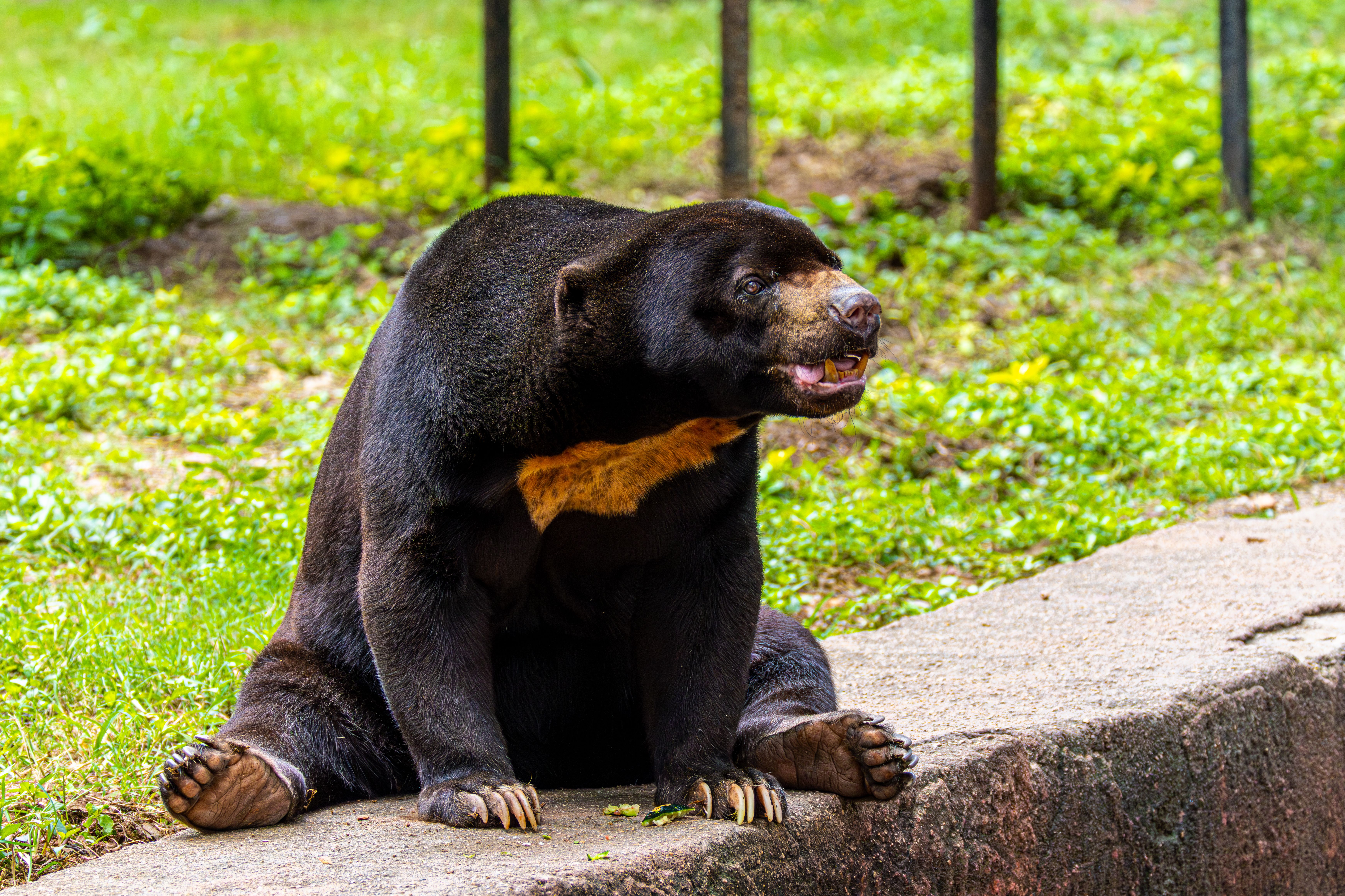 Sun Bear Sitting on Concrete in Natural Habitat · Free Stock Photo