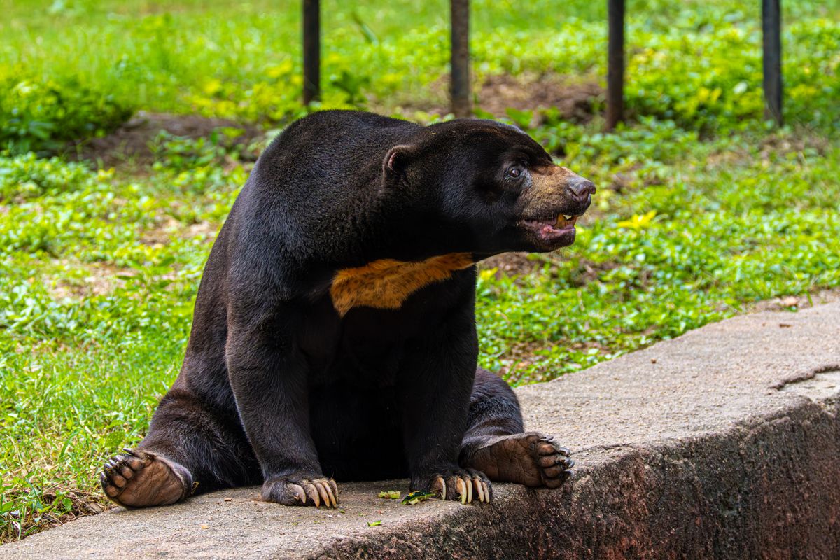Standing Bear Photos, Download The BEST Free Standing Bear Stock Photos ...