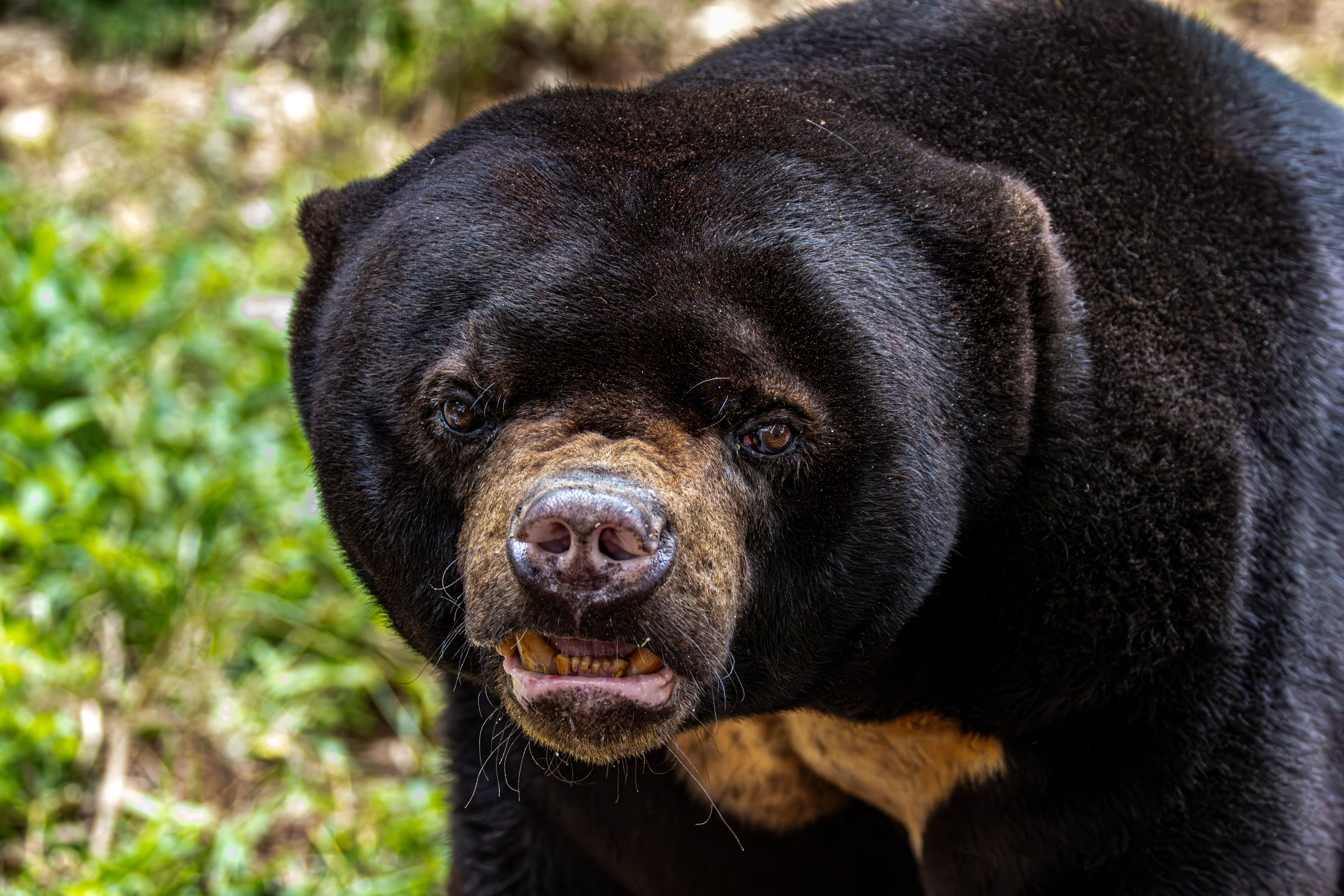 Sun Bear Close-Up in Natural Habitat · Free Stock Photo